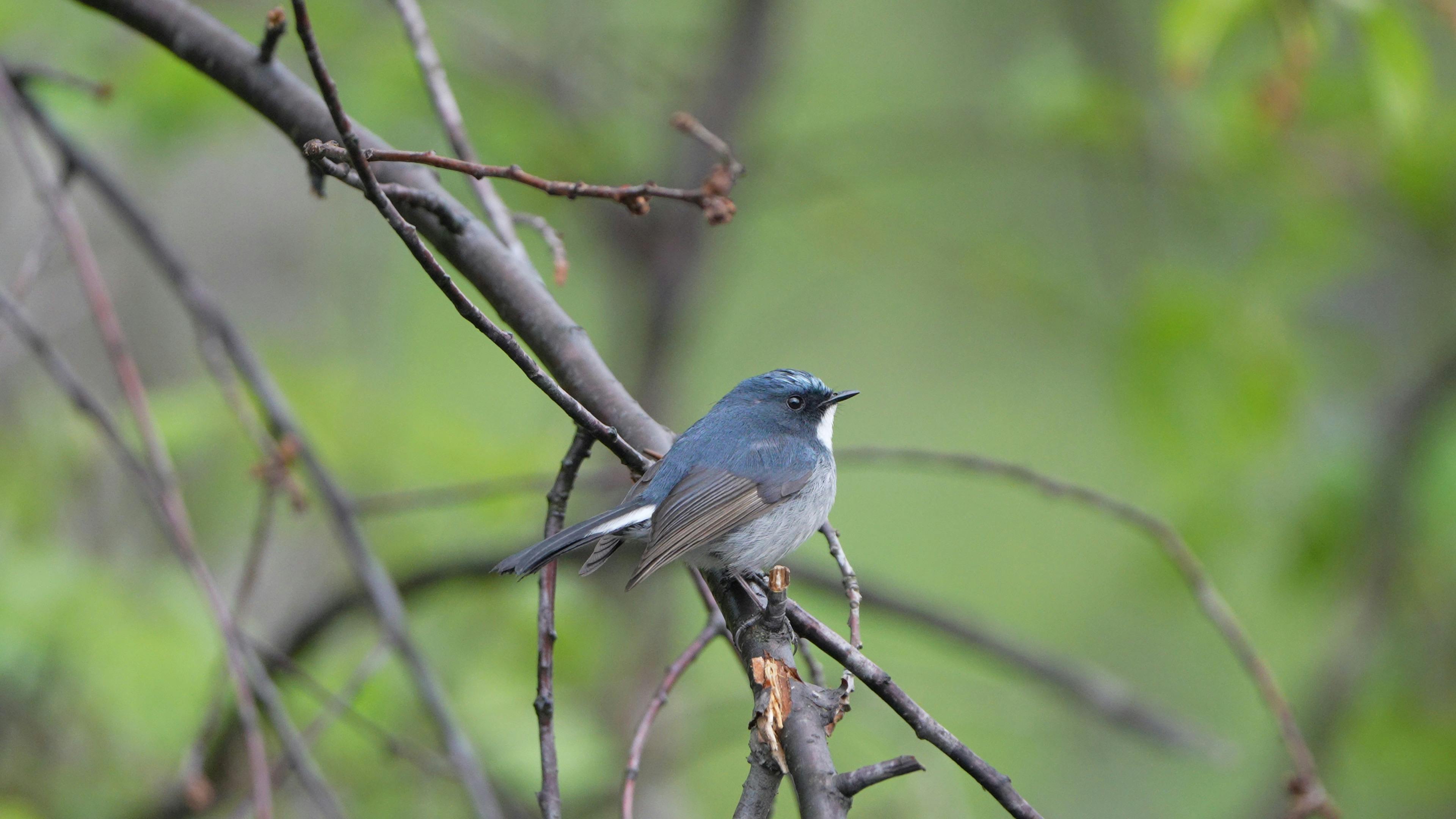 Slaty Blue Flycatcher Photos, Download The BEST Free Slaty Blue ...