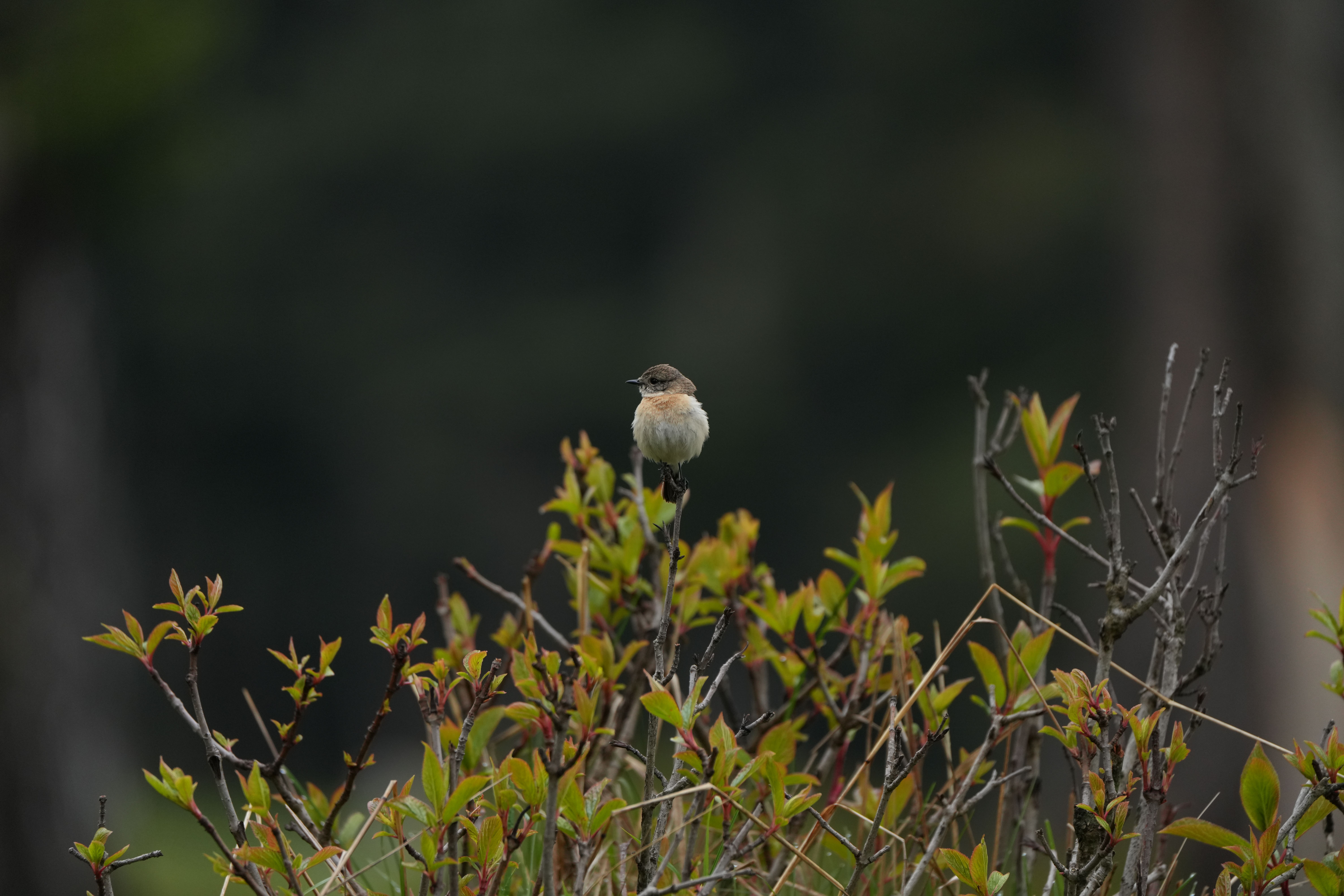 Songbird on Plant Branches · Free Stock Photo