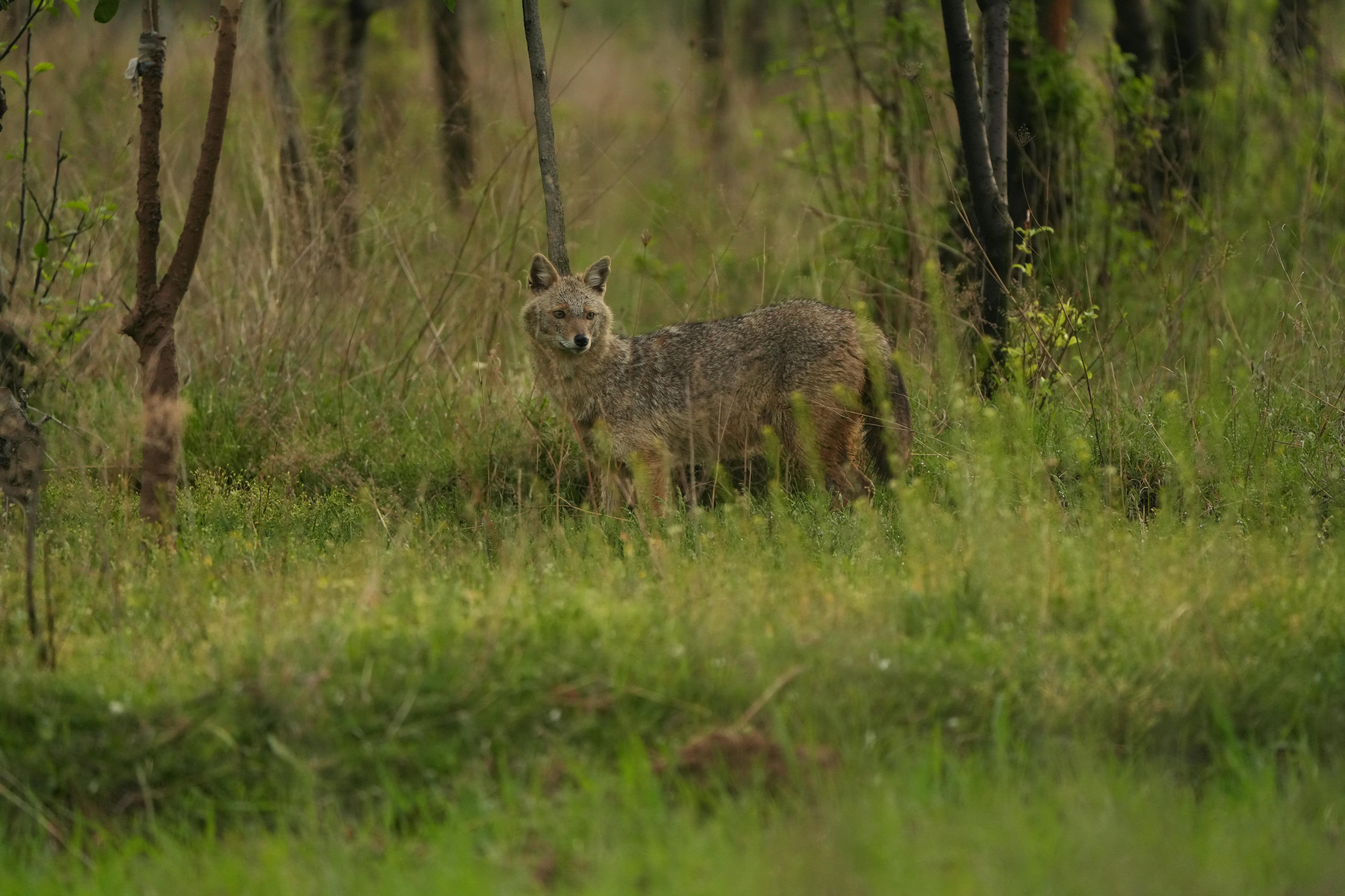 A lone wolf in the woods near some trees · Free Stock Photo