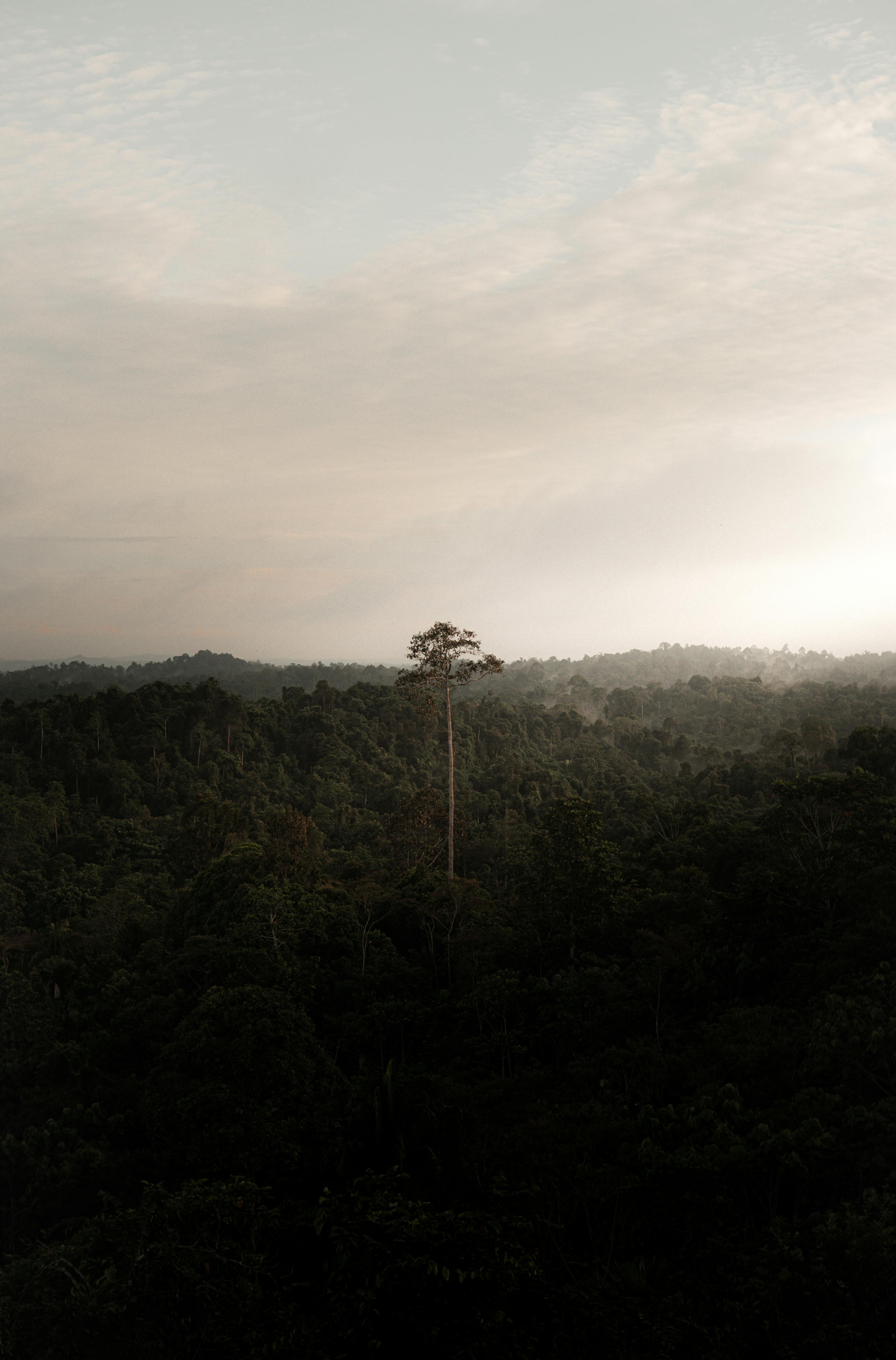 Deep, Green Forest · Free Stock Photo