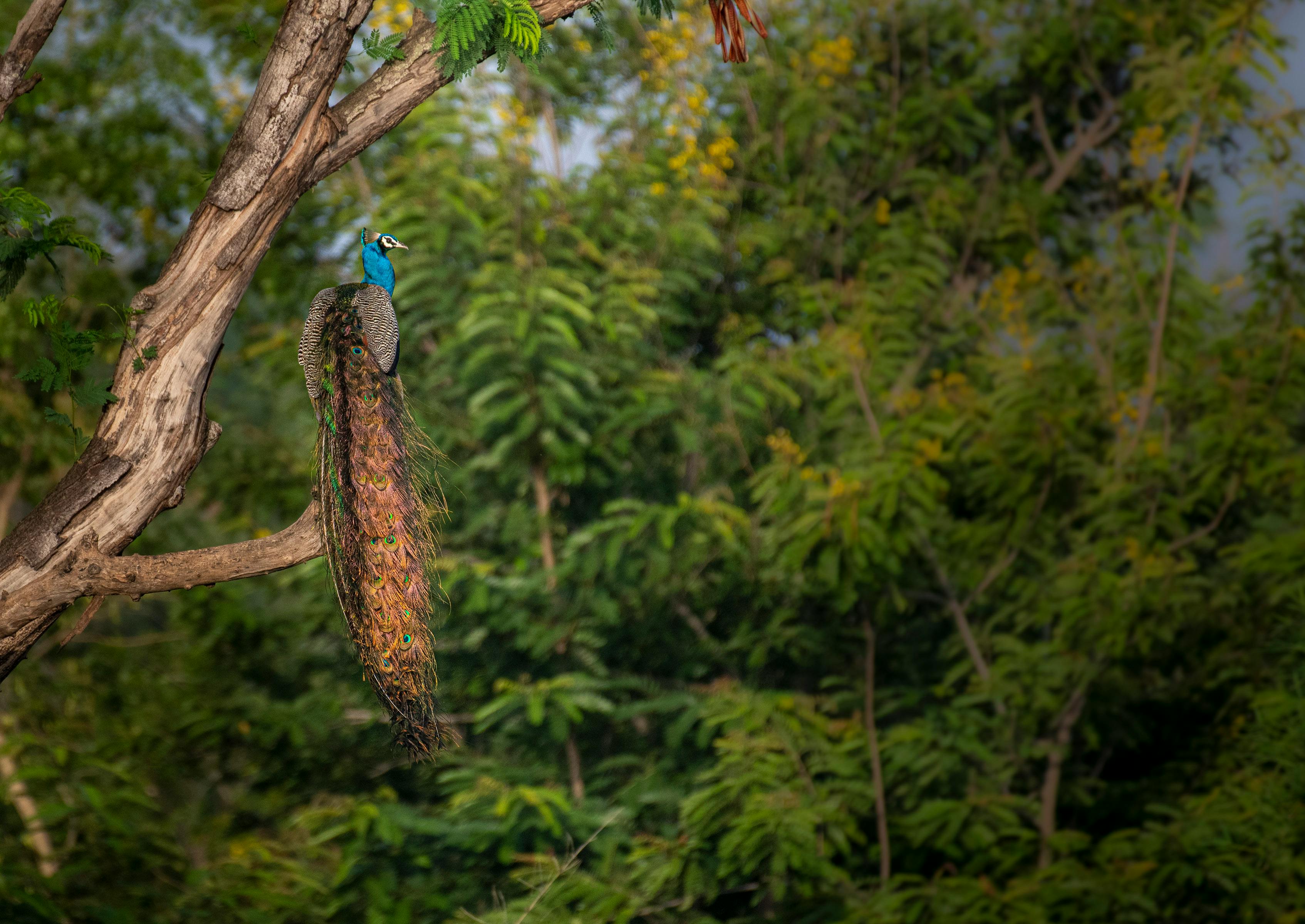 Peacock on Tree · Free Stock Photo