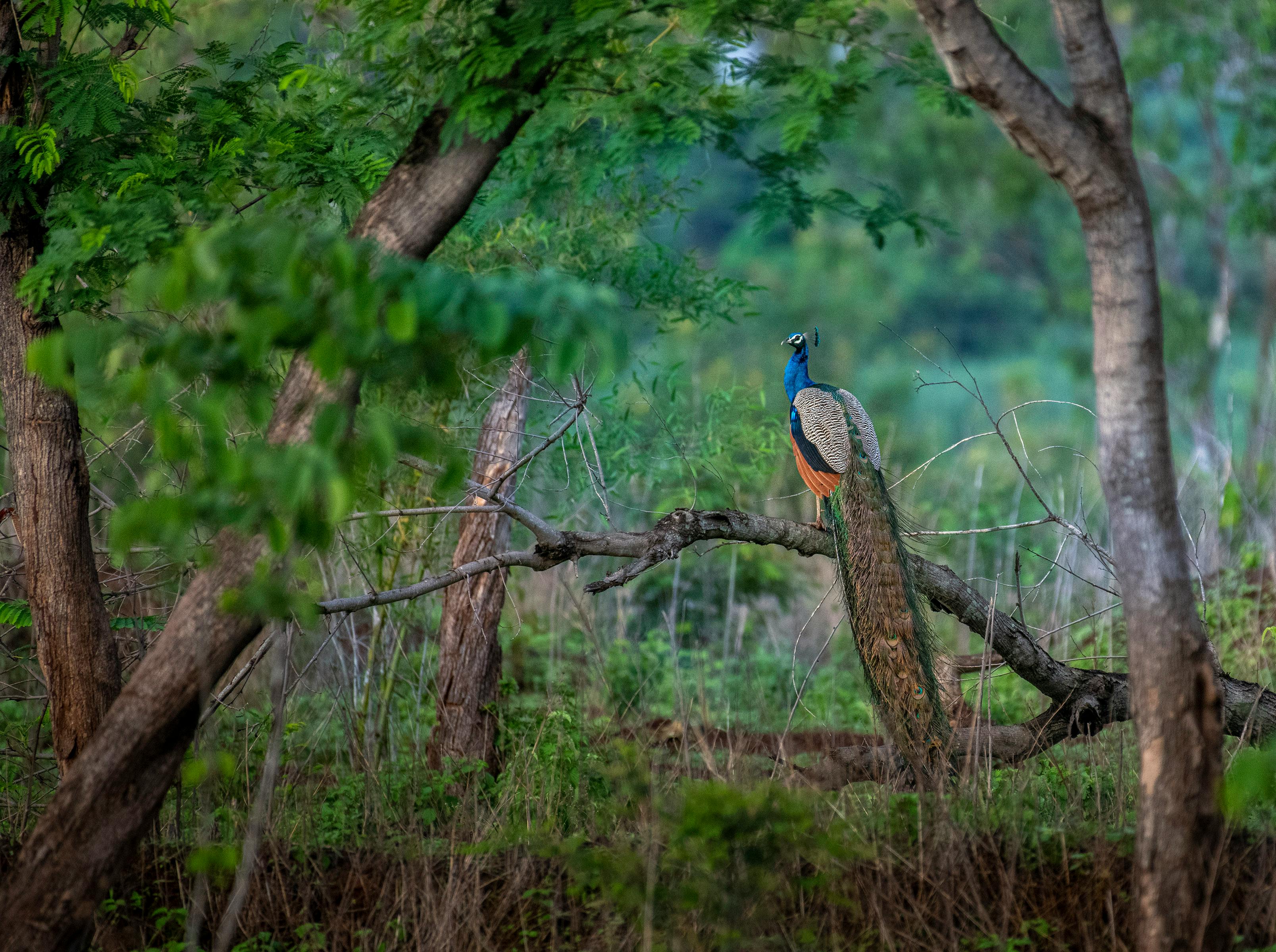 A Peacock Perched on a Tree Branch · Free Stock Photo
