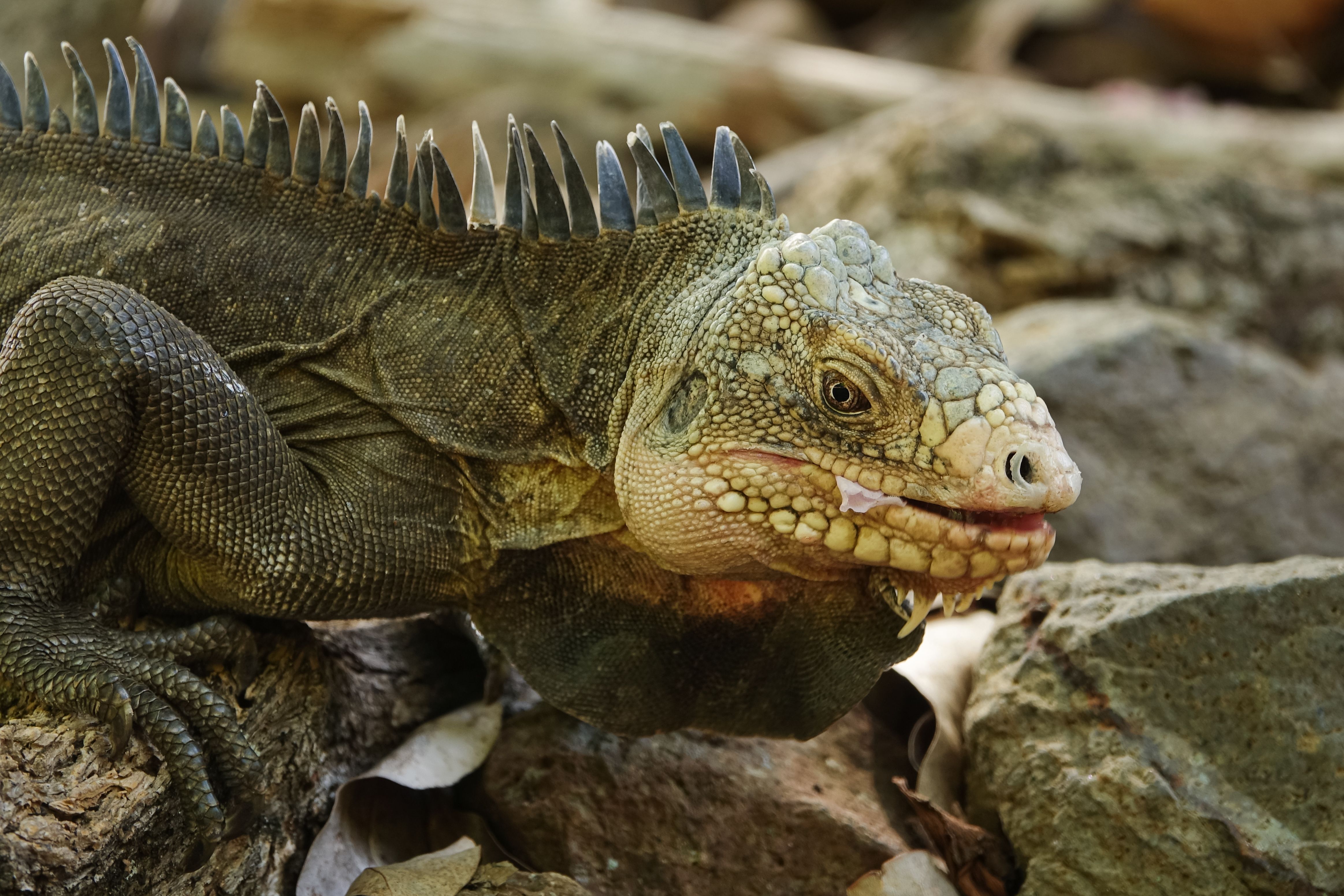 Iguana delicatissima / iguane des petites antilles / iguane péyi · Free ...