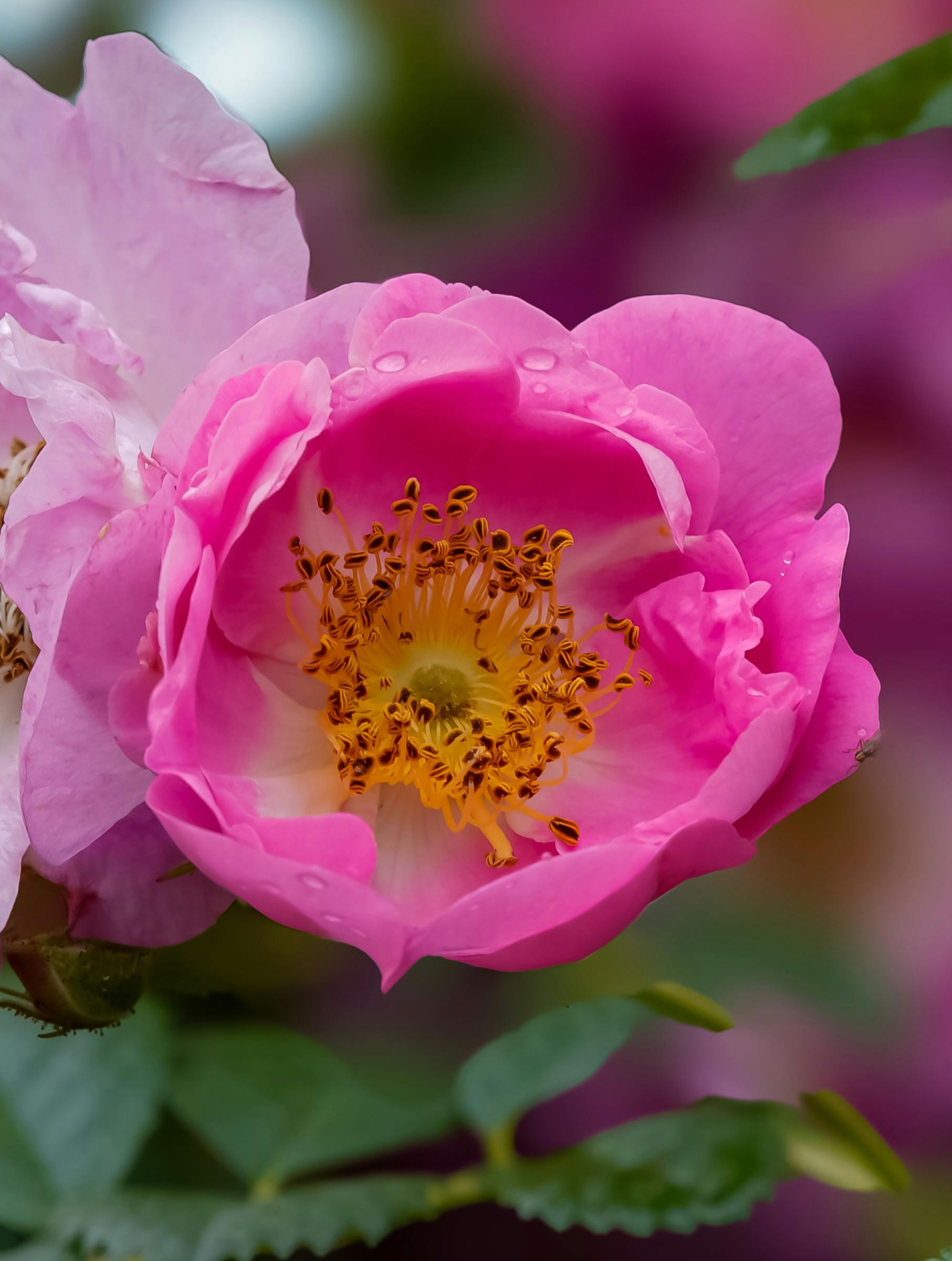 Close-up of a Pink Wild Rose · Free Stock Photo