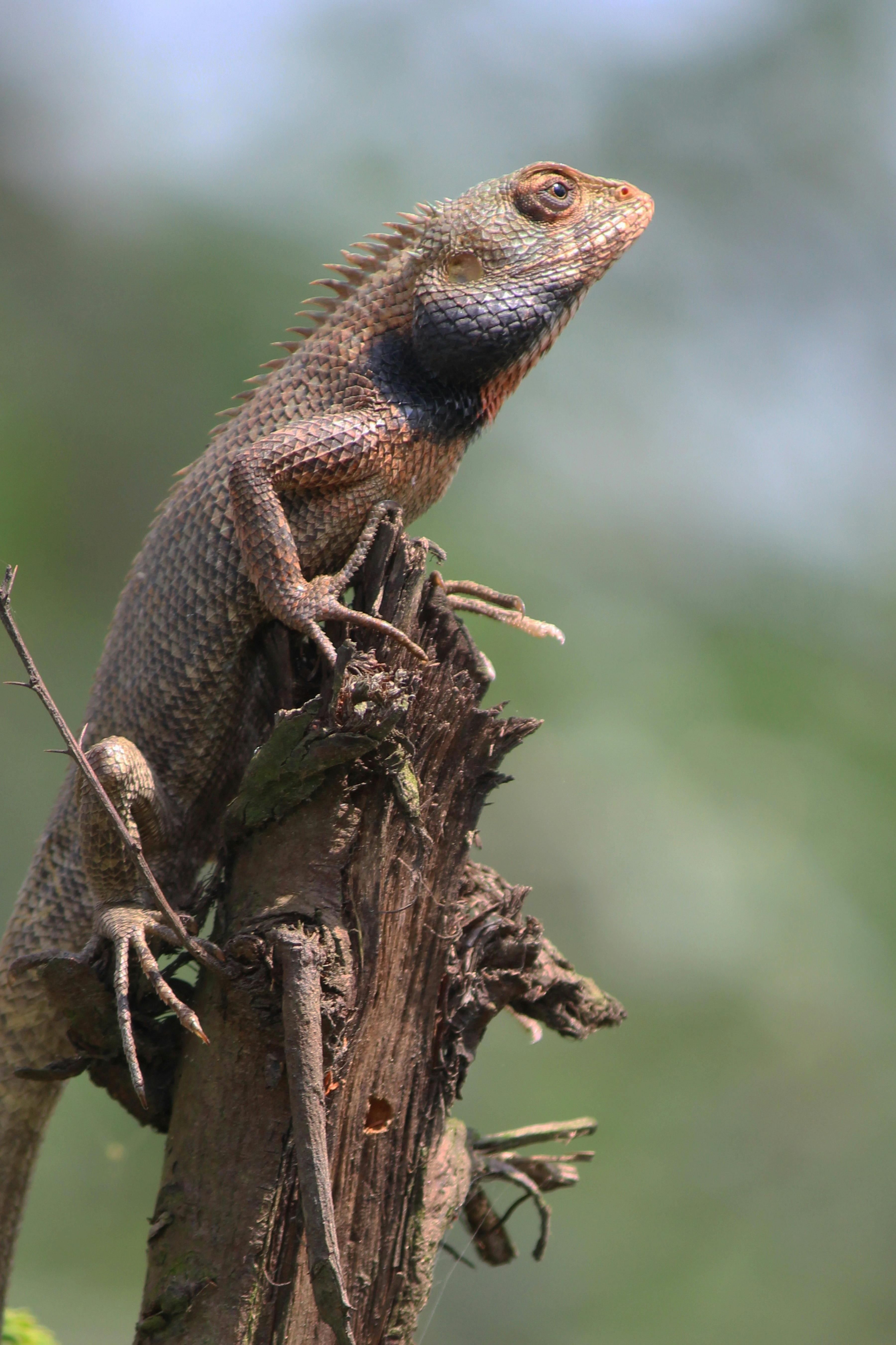 Wallpaper Chameleon Trees Lizard