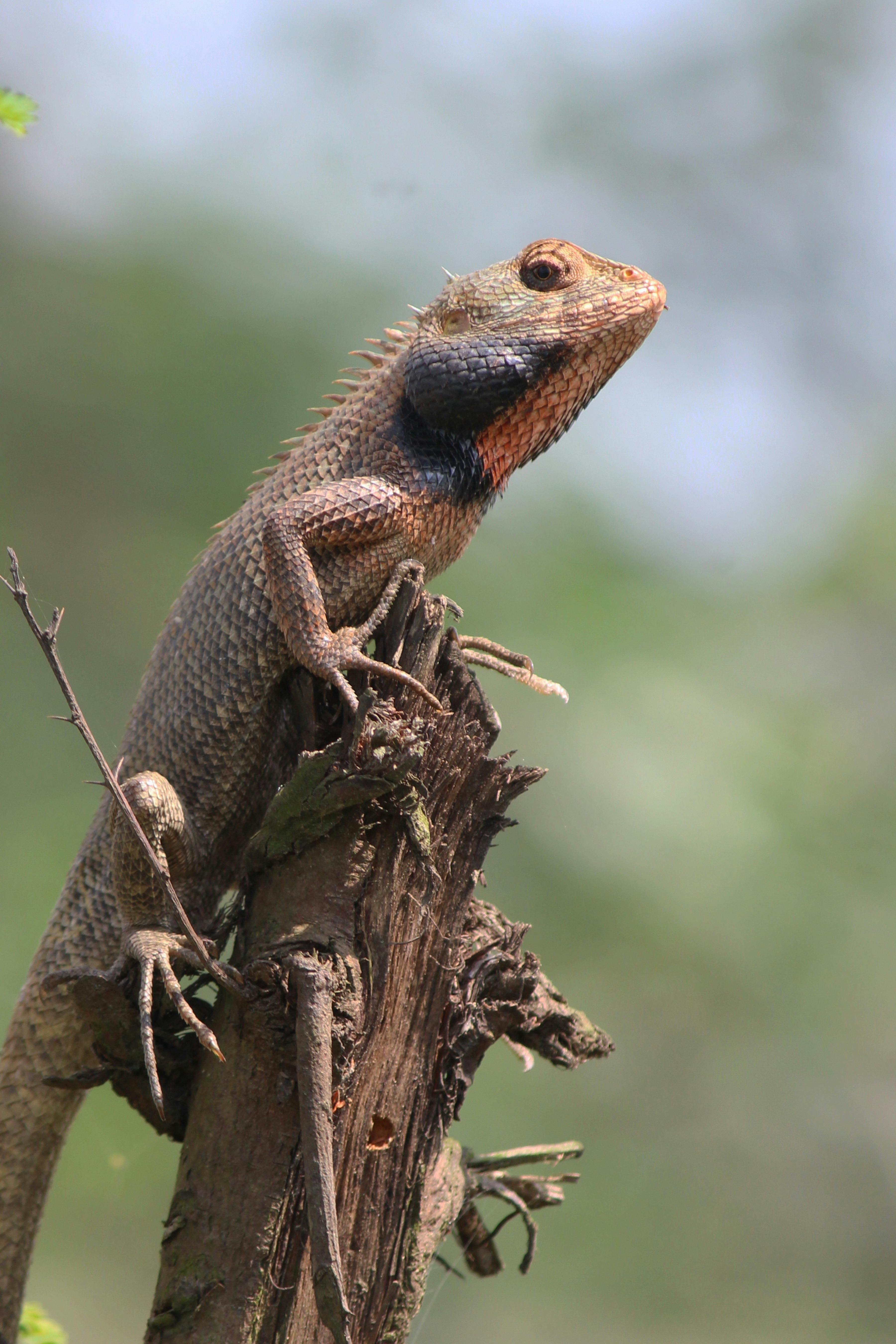 Lupa Animalia Photos, Download The BEST Free Lupa Animalia Stock Photos ...