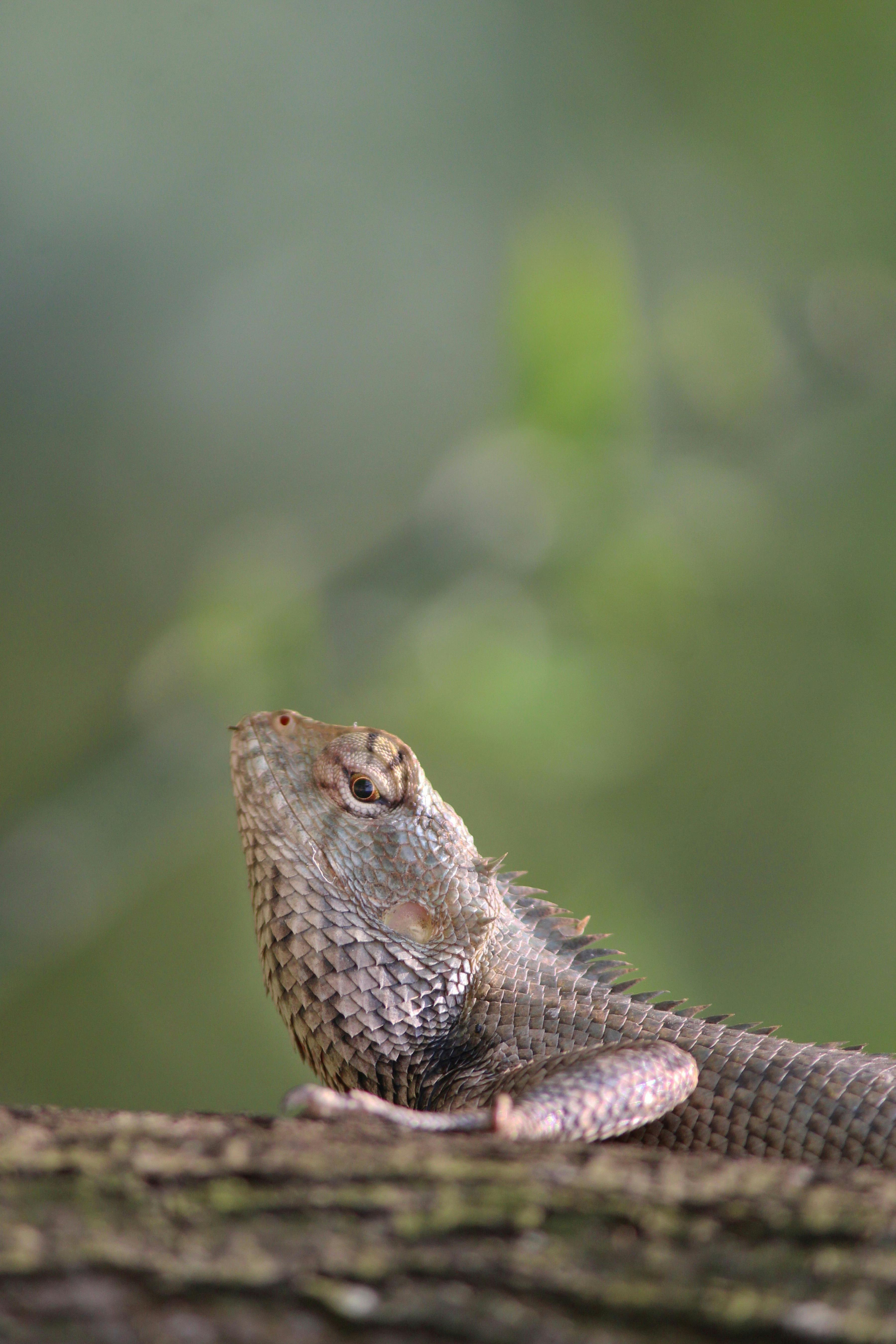 Close-up of a Garden Lizard · Free Stock Photo
