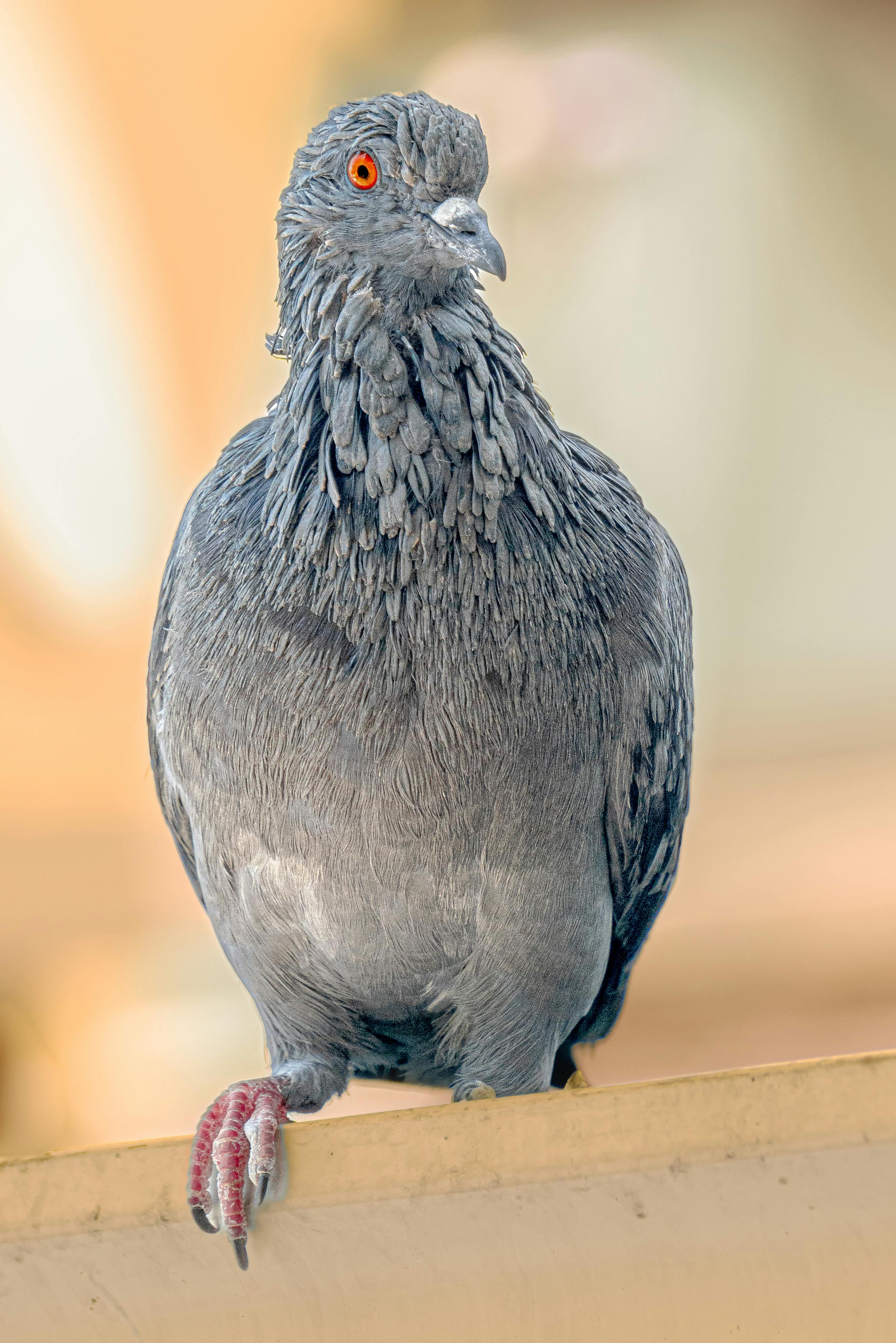 Melhores imagens de Kus Patientparkering · Download 100% grátis · Fotos ...