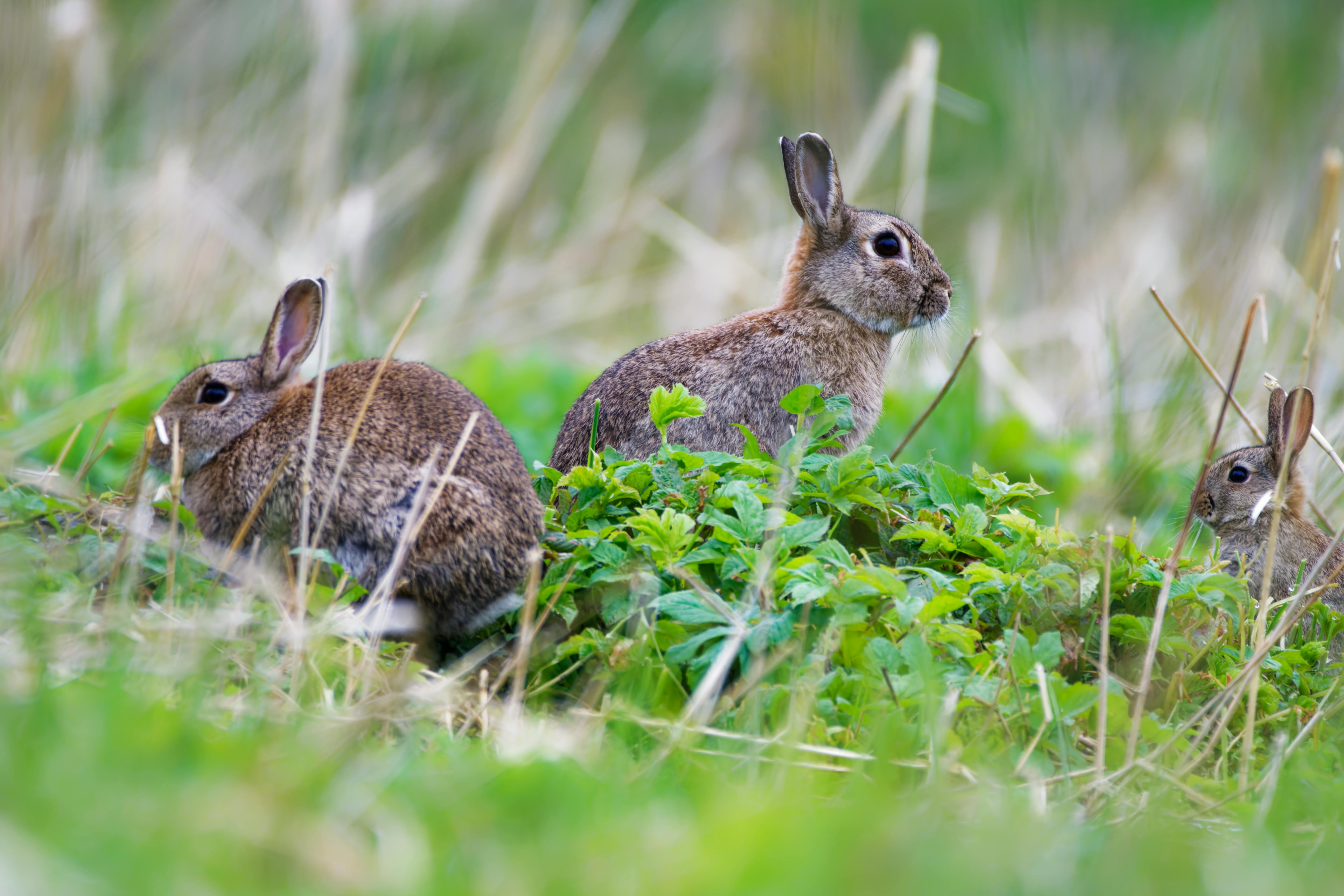Rabbits in Nature · Free Stock Photo