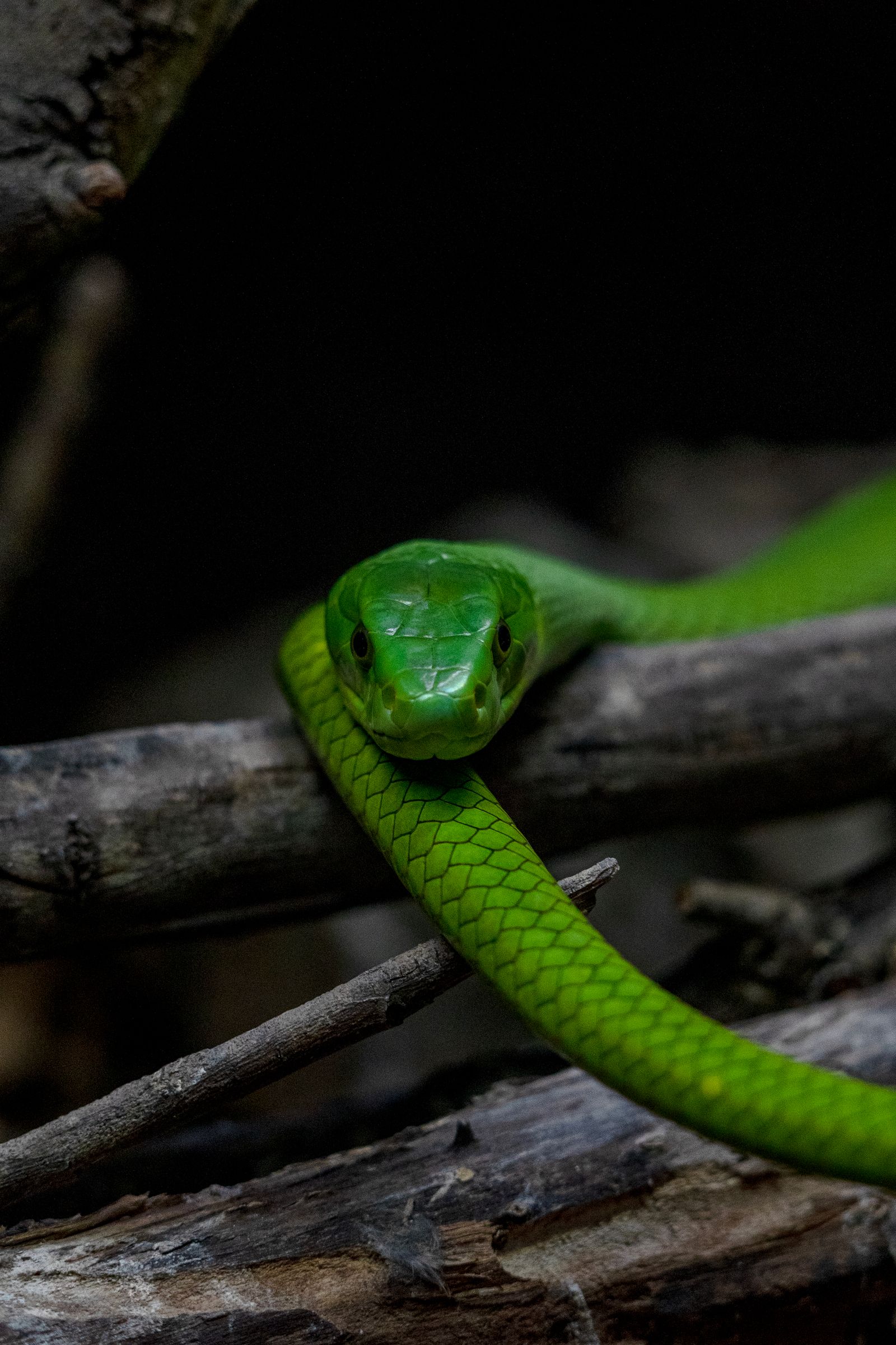 Snake Close Up Photos, Download The BEST Free Snake Close Up Stock ...