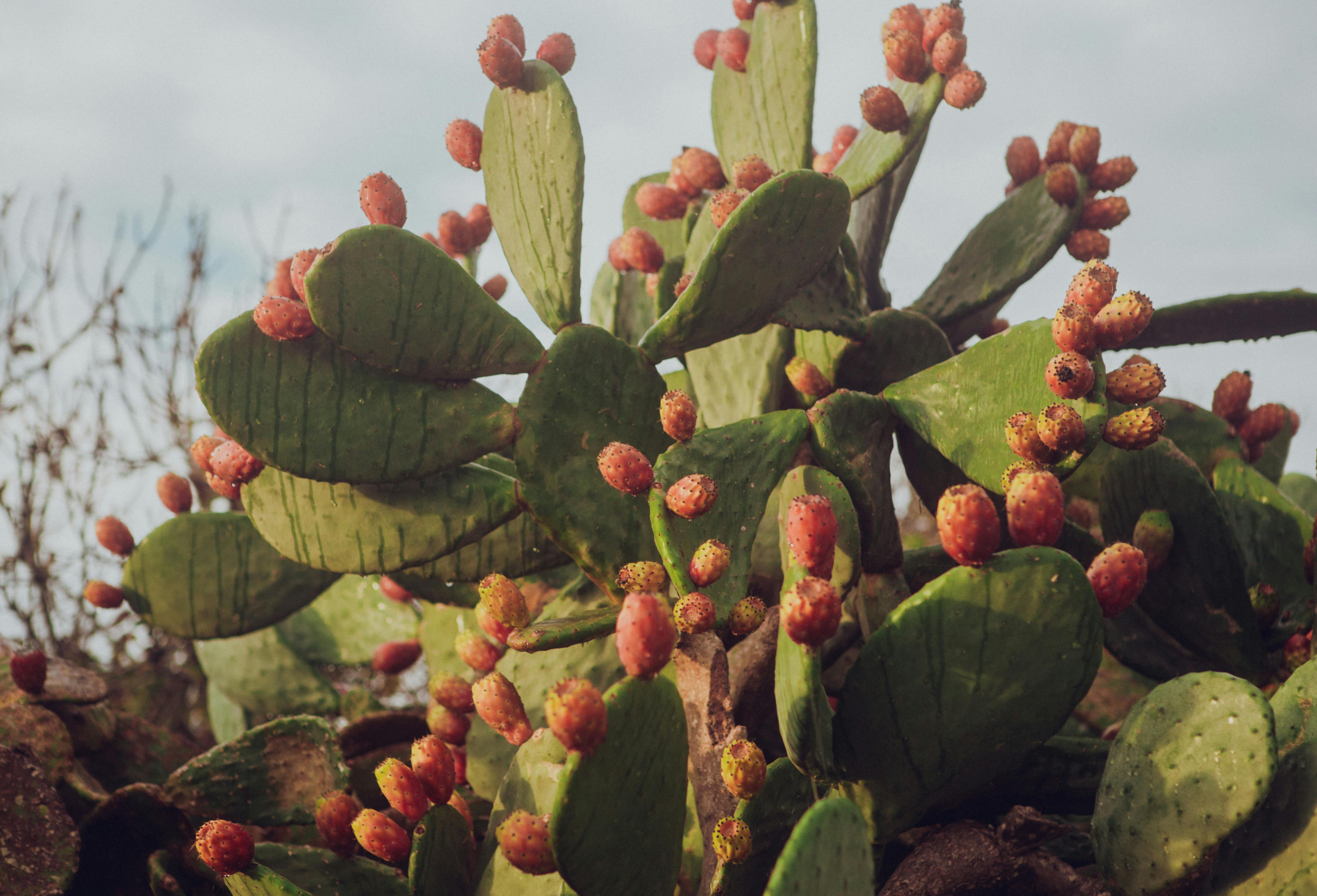 Xoconostle Sour Prickly Pear Cactus Fruit Photos, Download The BEST ...