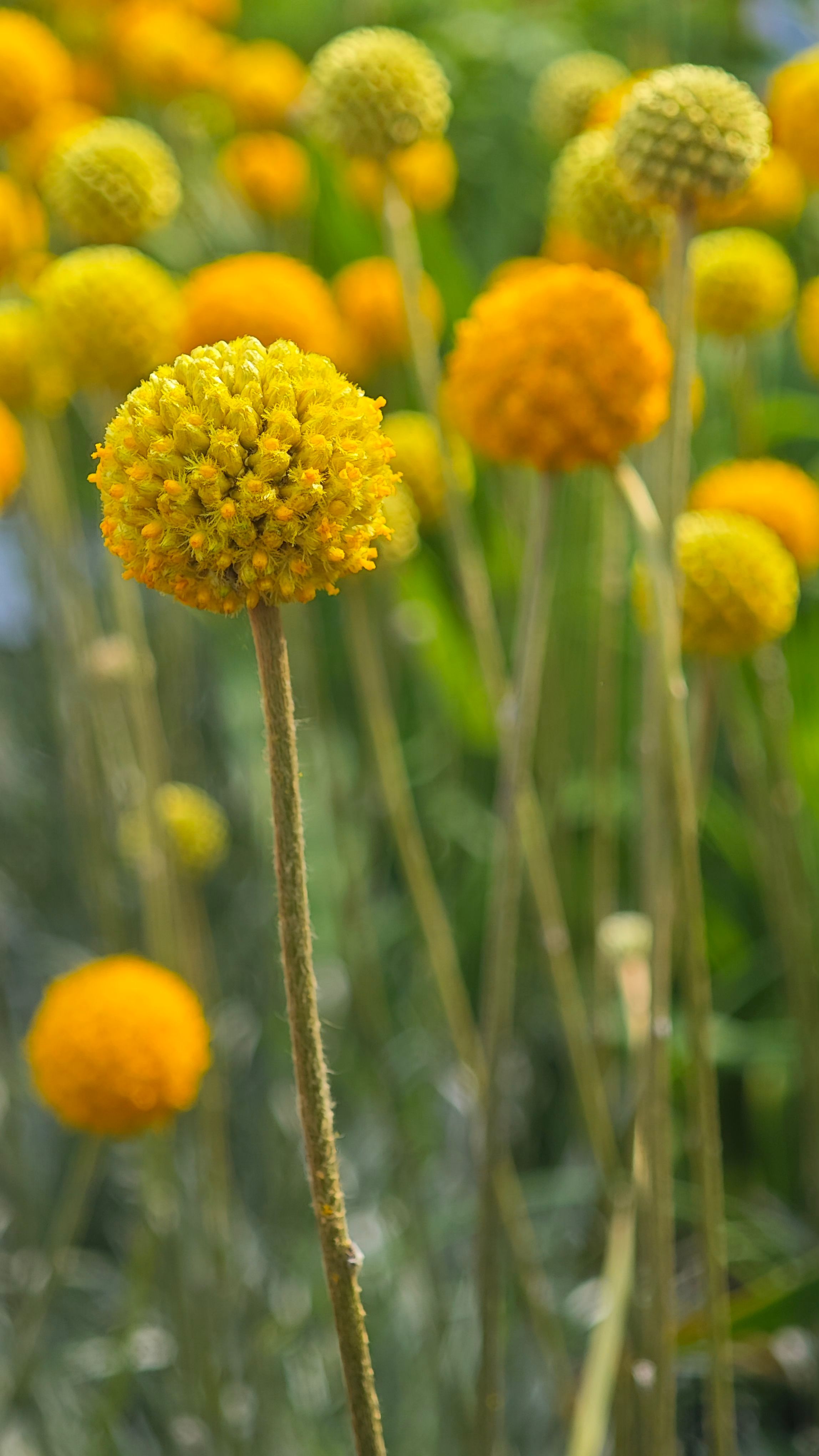 Close-up of Golf Beauty Craspedia Flowers · Free Stock Photo