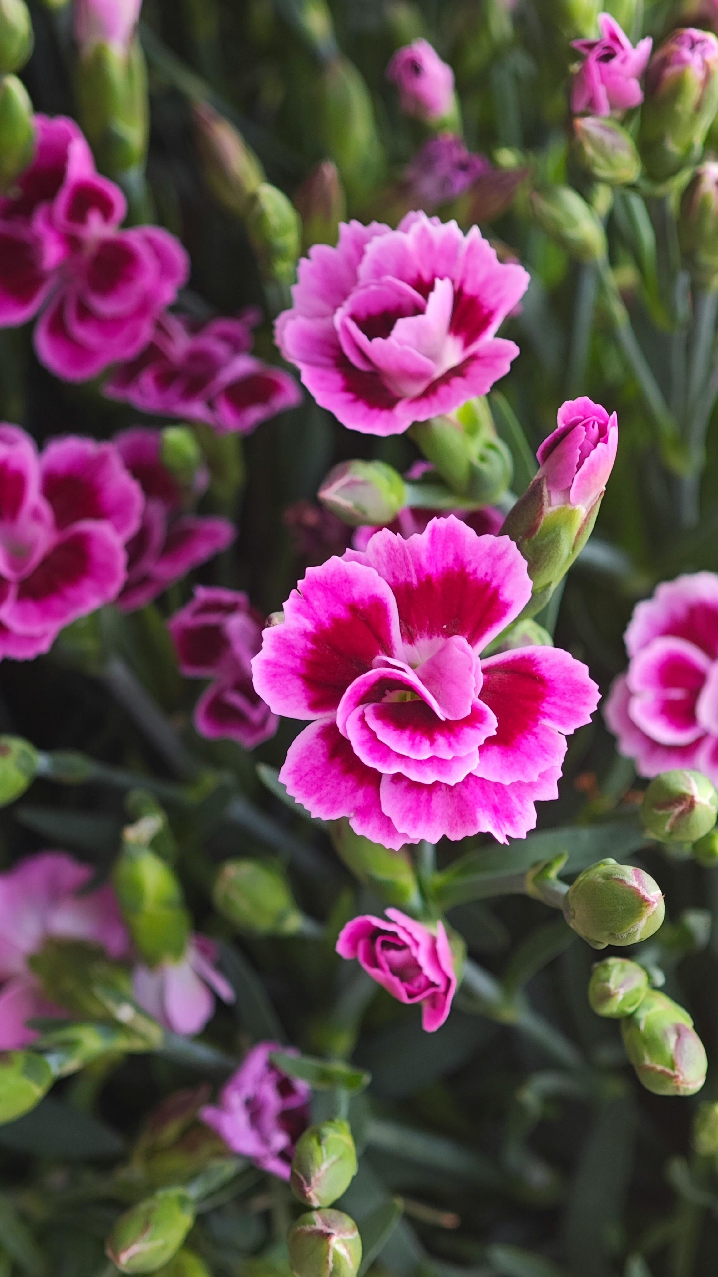Focus Photography of Pink Flowers · Free Stock Photo