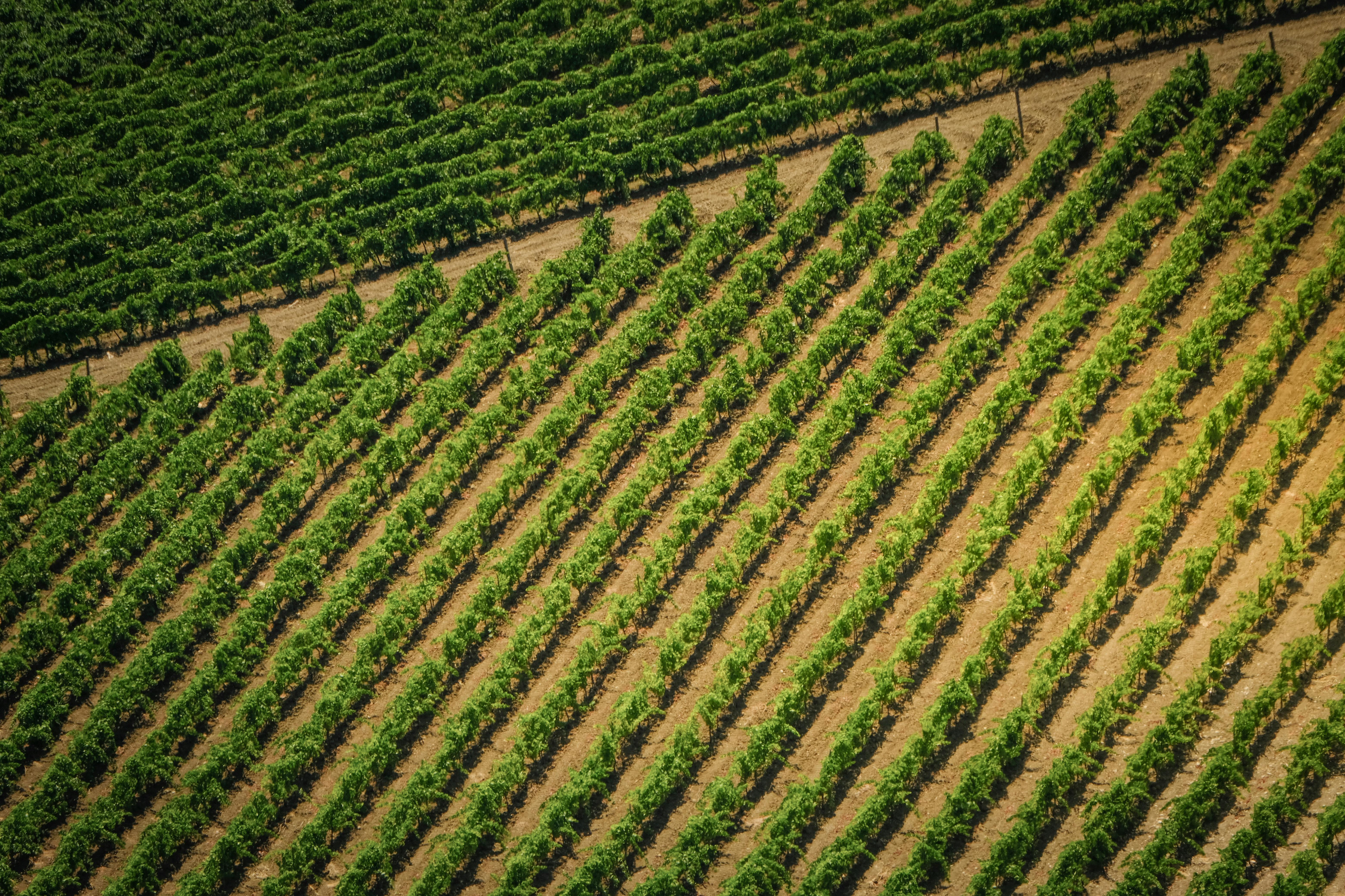 Diagonal Linear Farmland Fields · Free Stock Photo