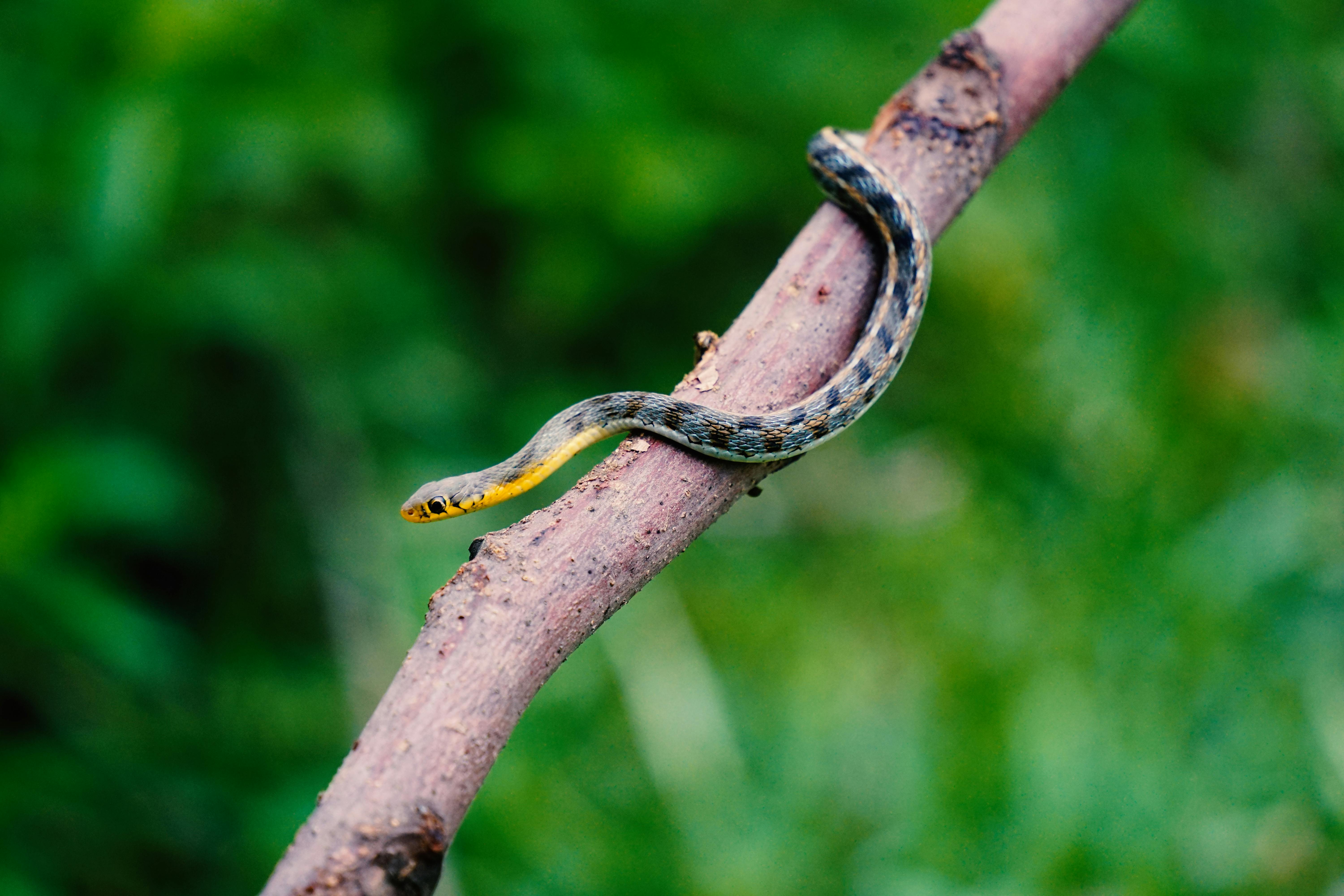 Close-up of a Snake Wrapped around a Branch · Free Stock Photo