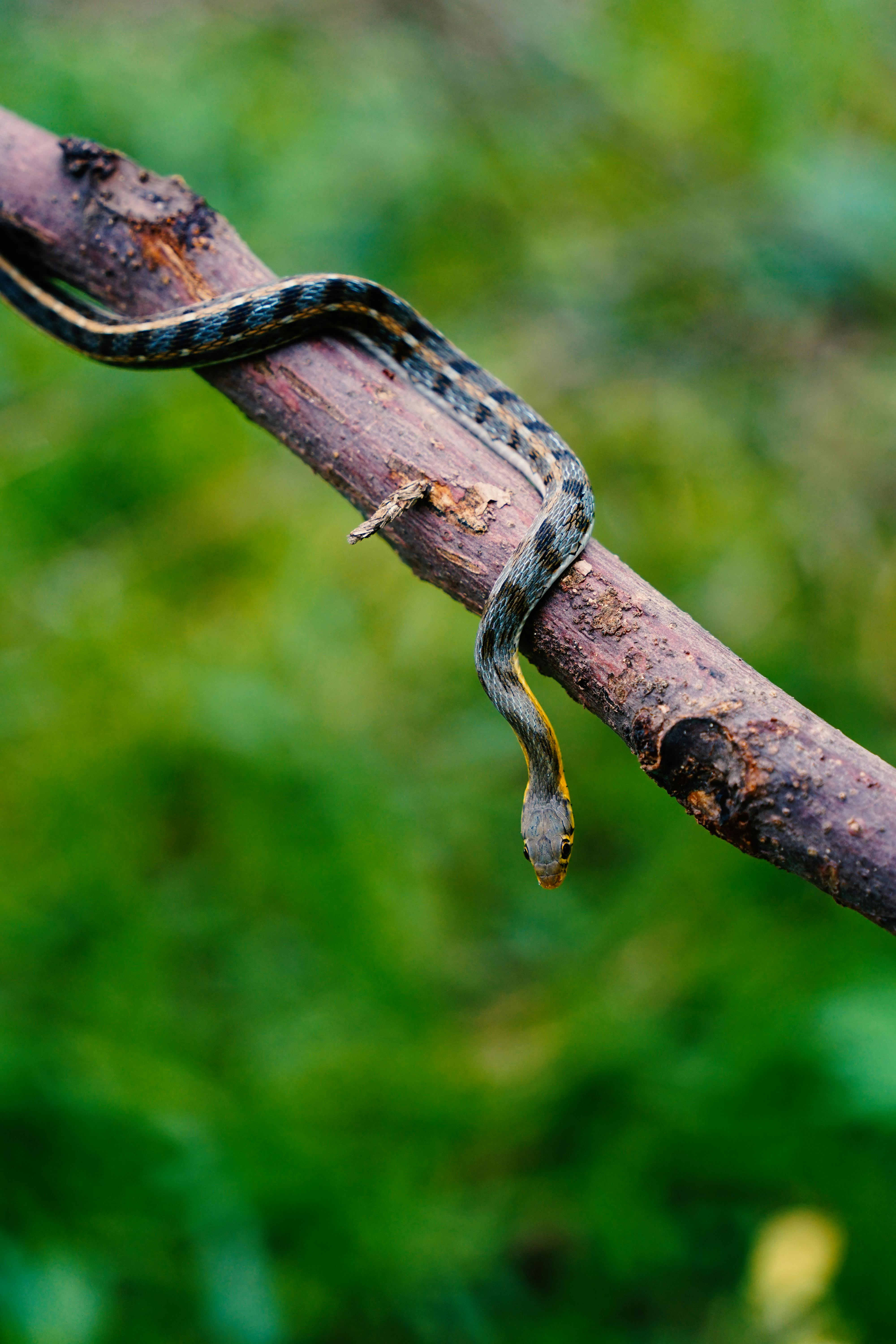 Close-up of a Snake Wrapped around a Branch · Free Stock Photo