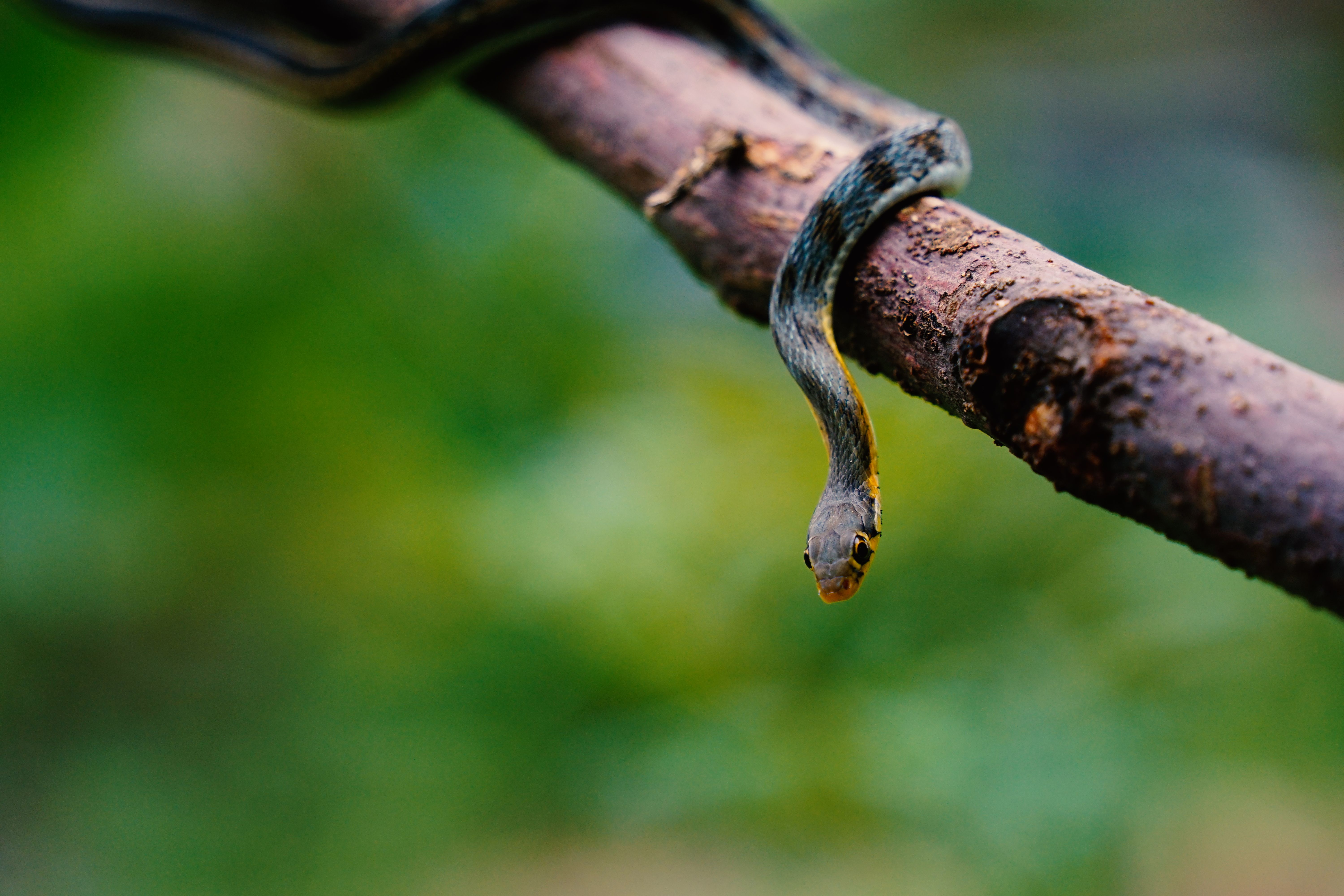 Snake on Branch · Free Stock Photo