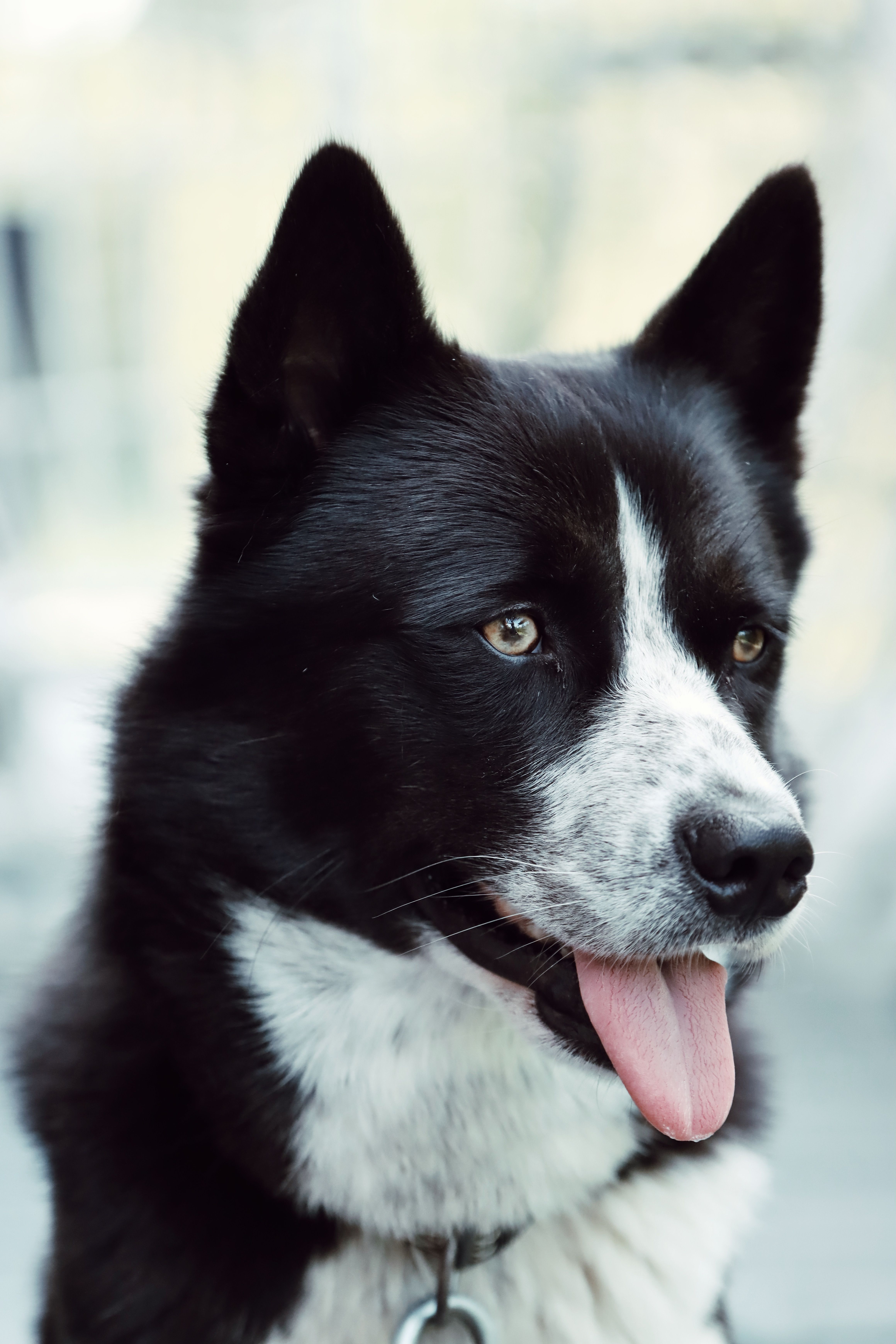 June Animal Photos, Download The BEST Free June Animal Stock Photos ...