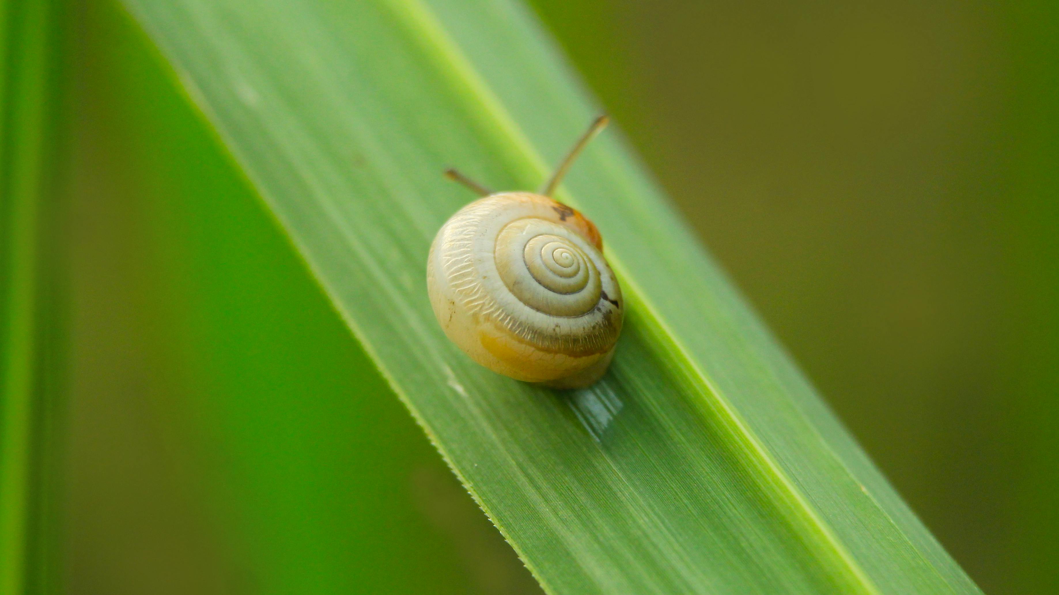 Little Monacha Cartusiana Snail on Green Leaf · Free Stock Photo