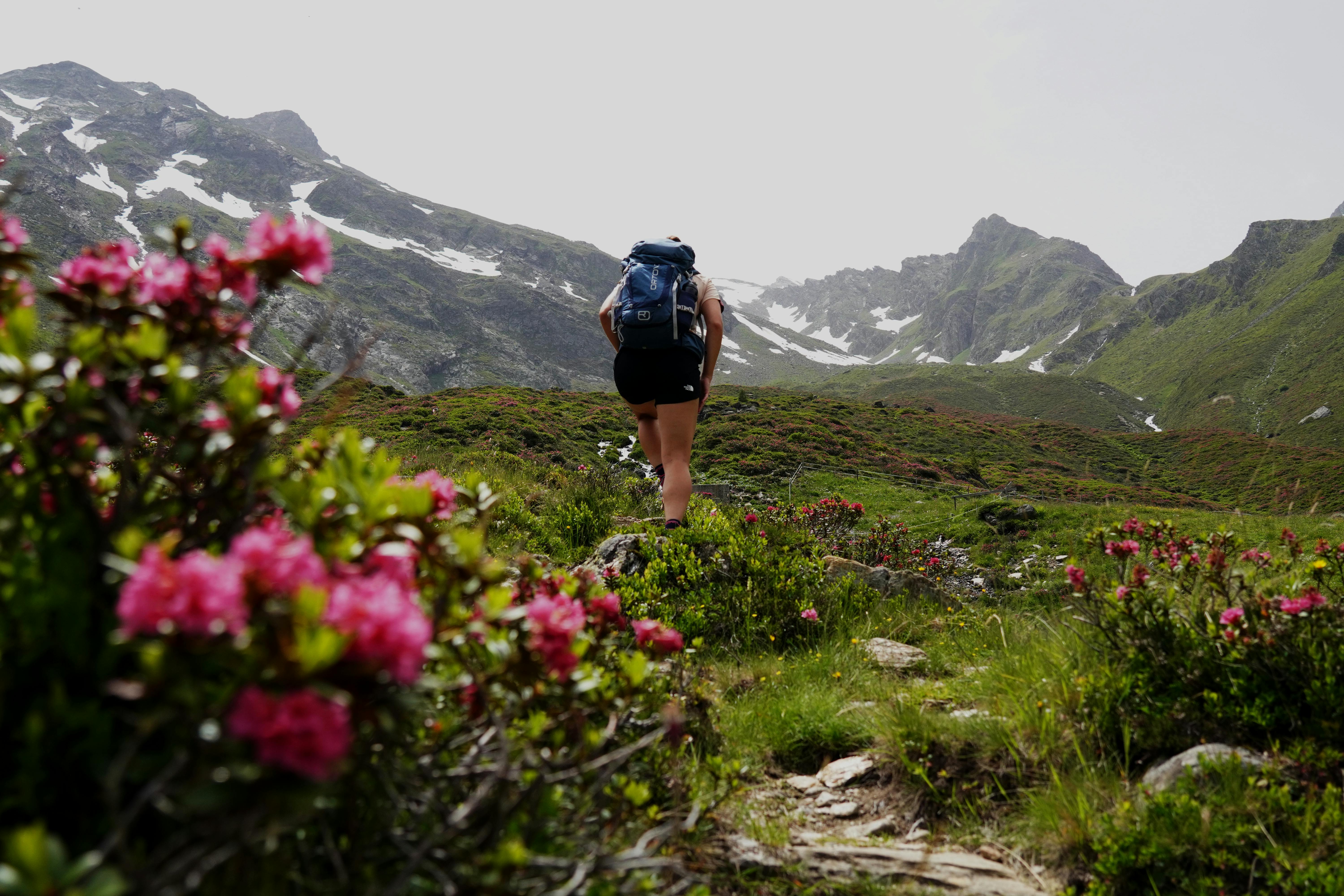 Back View of Person Backpacking in Mountains with Grass and Flowers ...