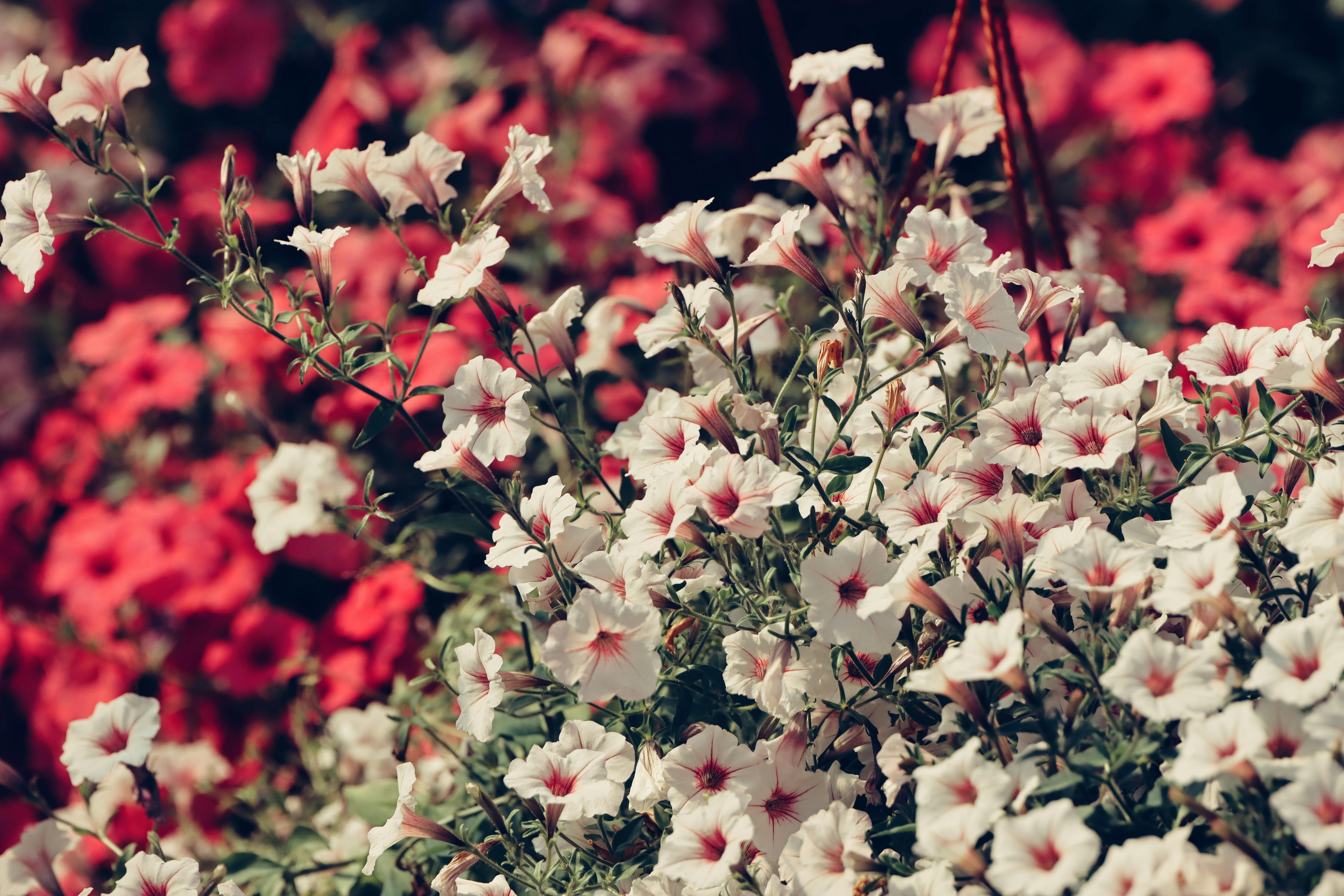 June Summertime Photos, Download The BEST Free June Summertime Stock ...