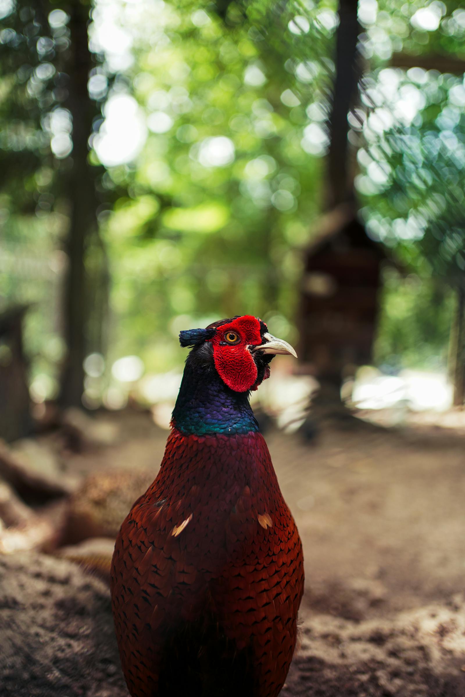 Pheasant Photos, Download The BEST Free Pheasant Stock Photos & HD Images