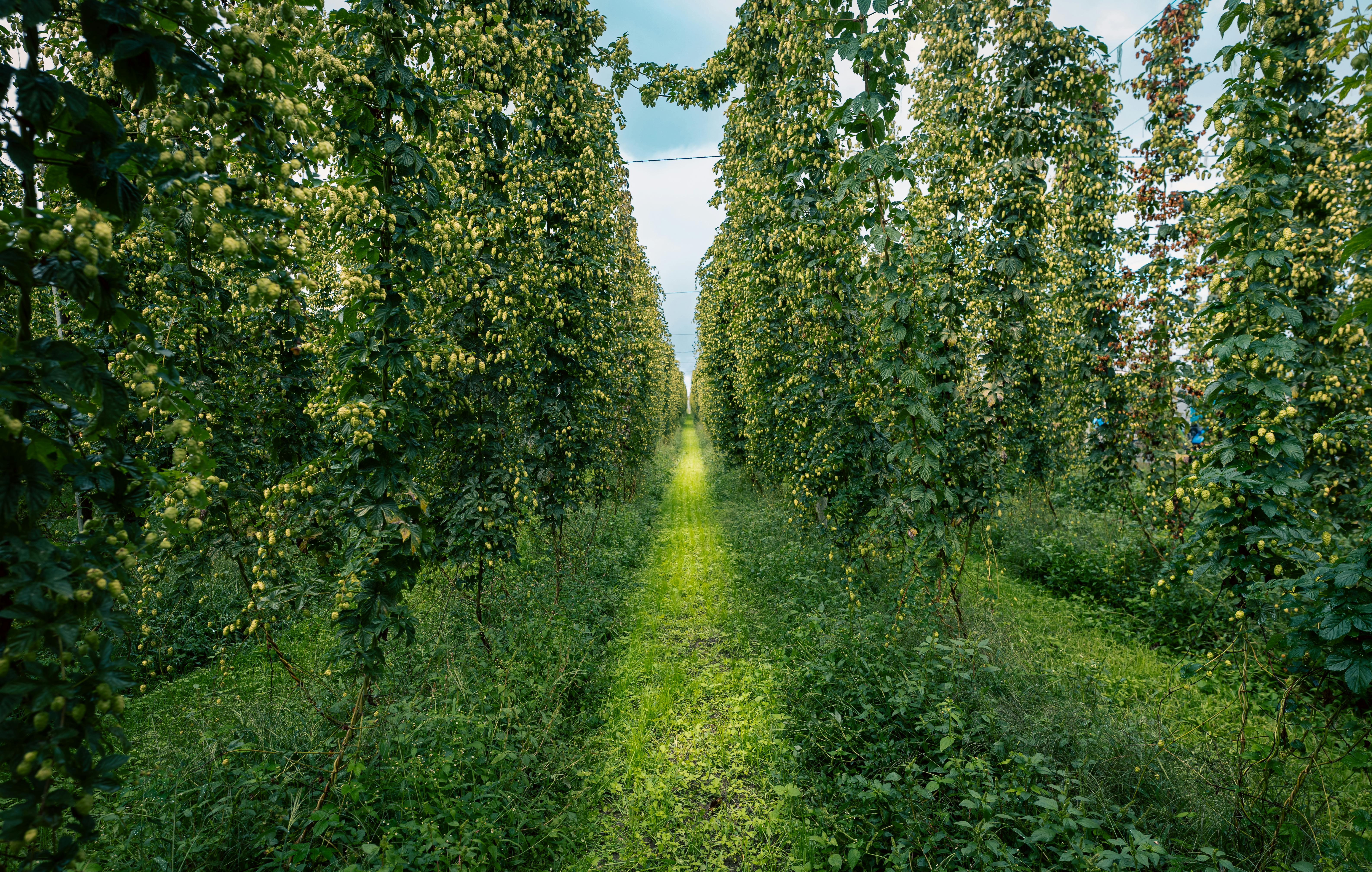A path through a hop field with many plants · Free Stock Photo