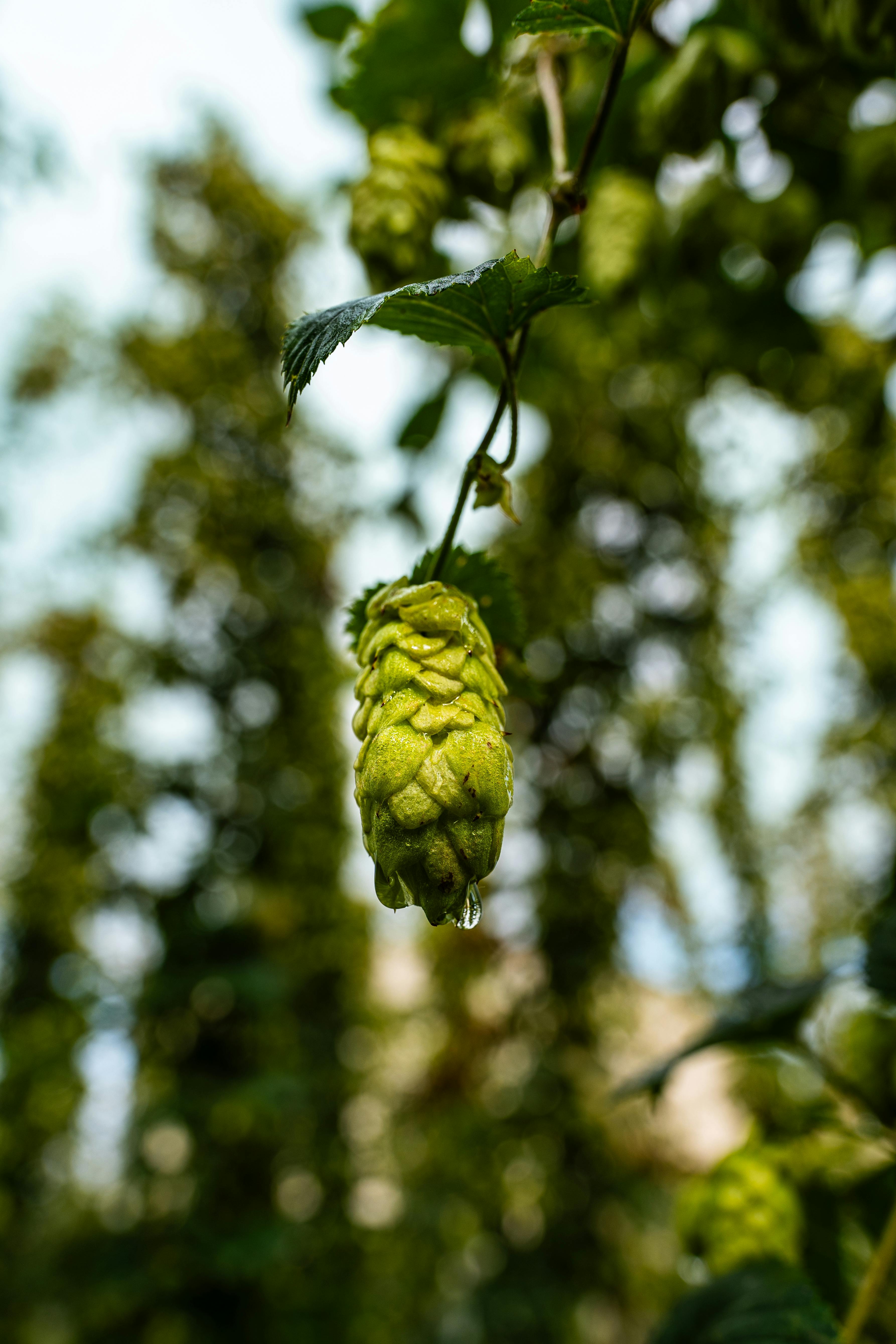 A hop plant with green leaves and green buds · Free Stock Photo