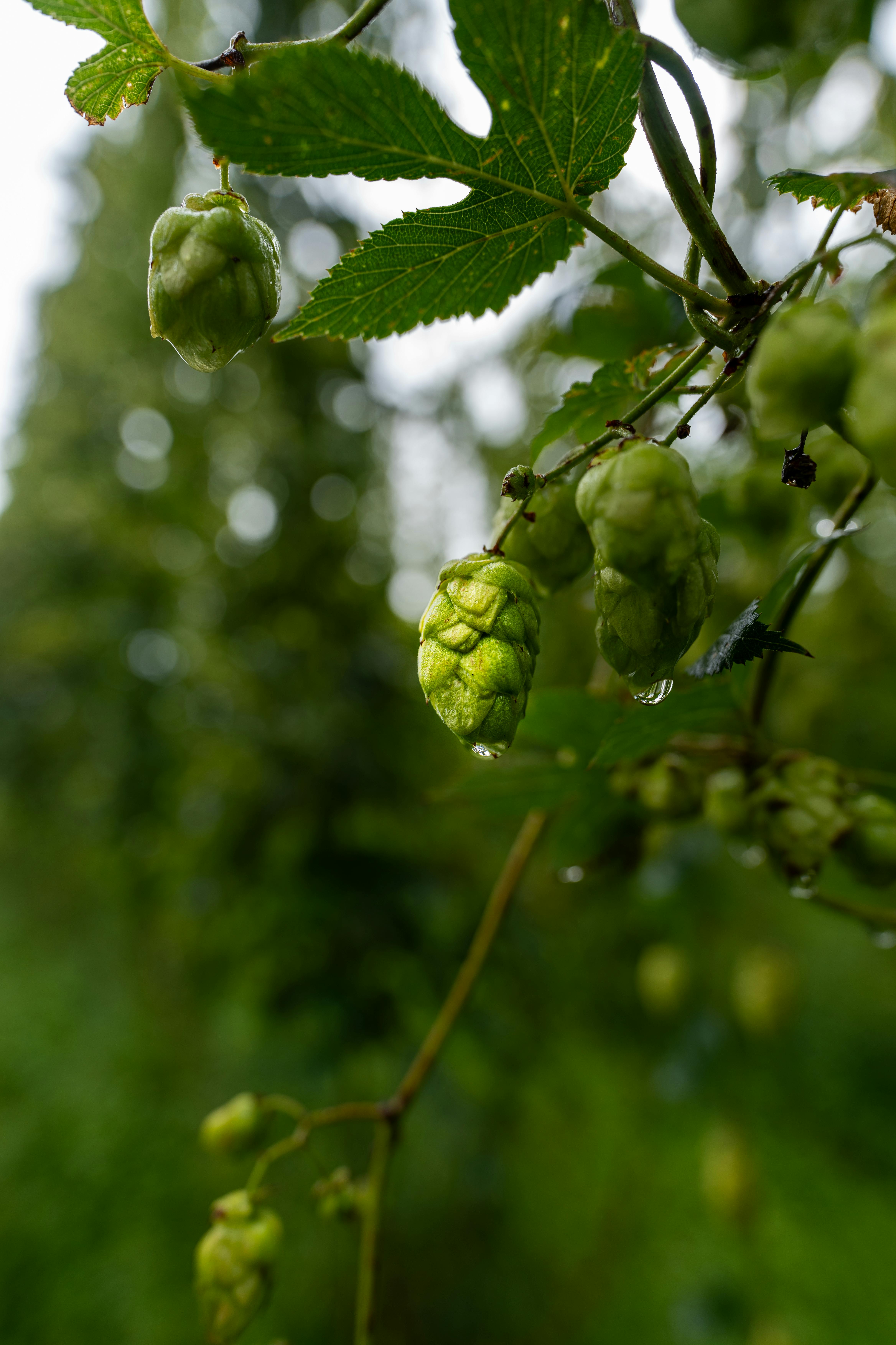 Hop Tree Photos, Download The BEST Free Hop Tree Stock Photos & HD Images