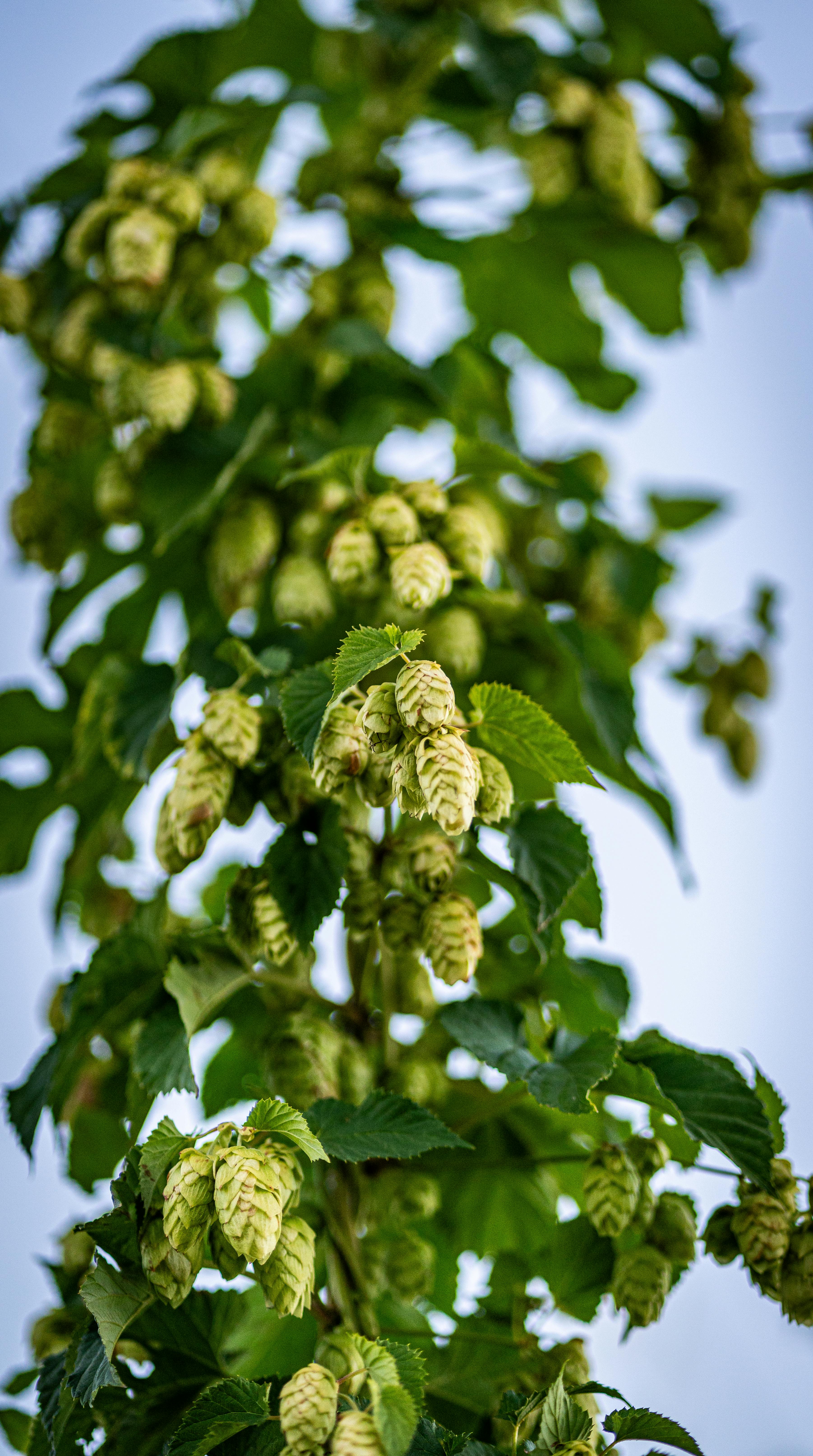 Close-up of Hops on a Tree · Free Stock Photo