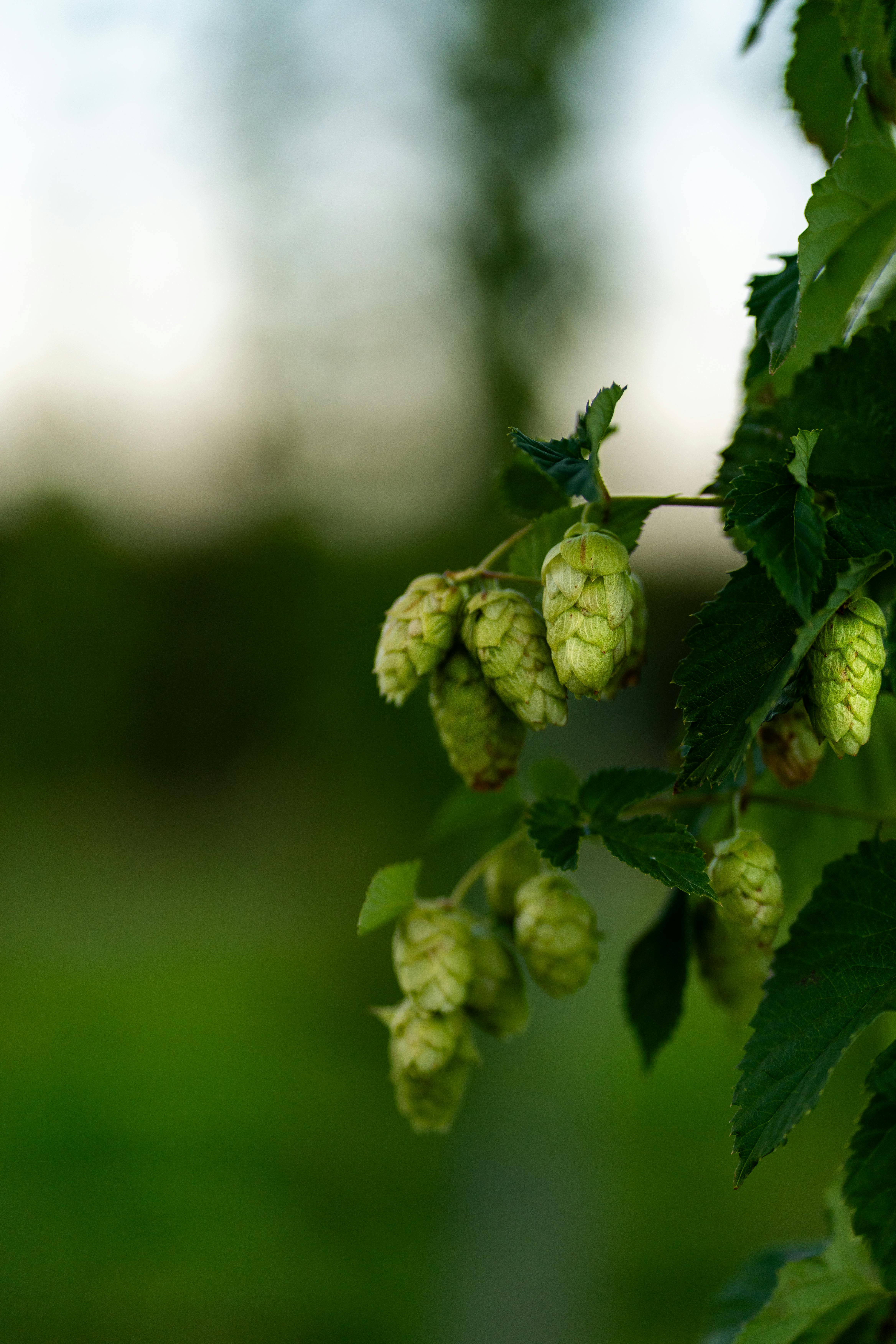 Nectaron Hops Photos, Download The BEST Free Nectaron Hops Stock Photos ...