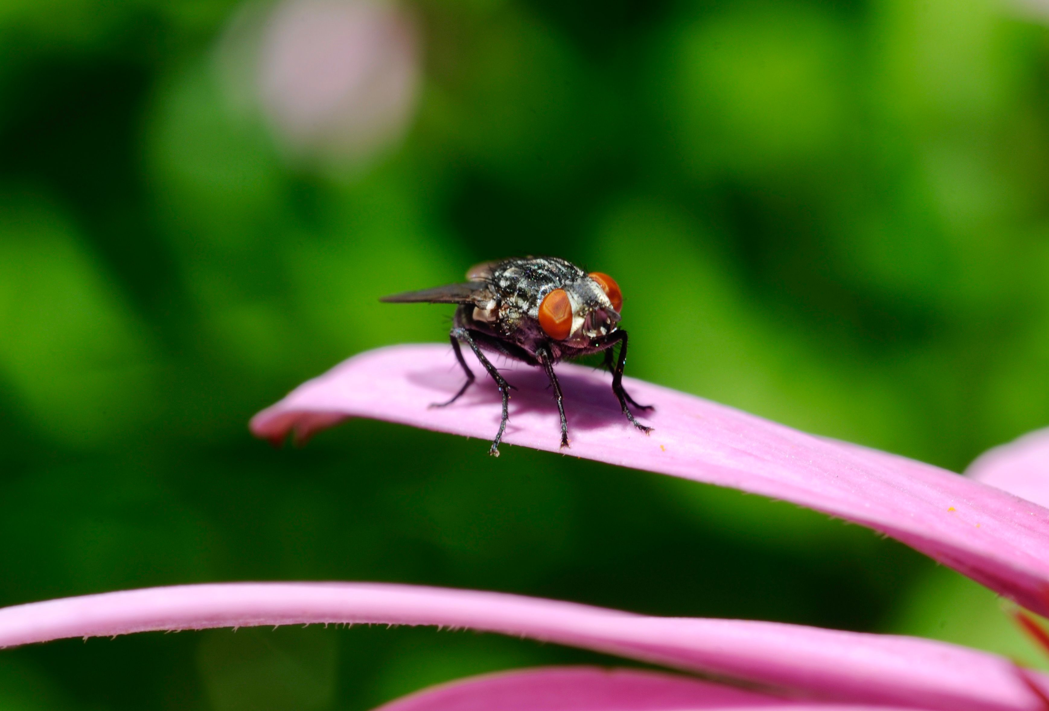 A fly sits on top of a pink flower · Free Stock Photo