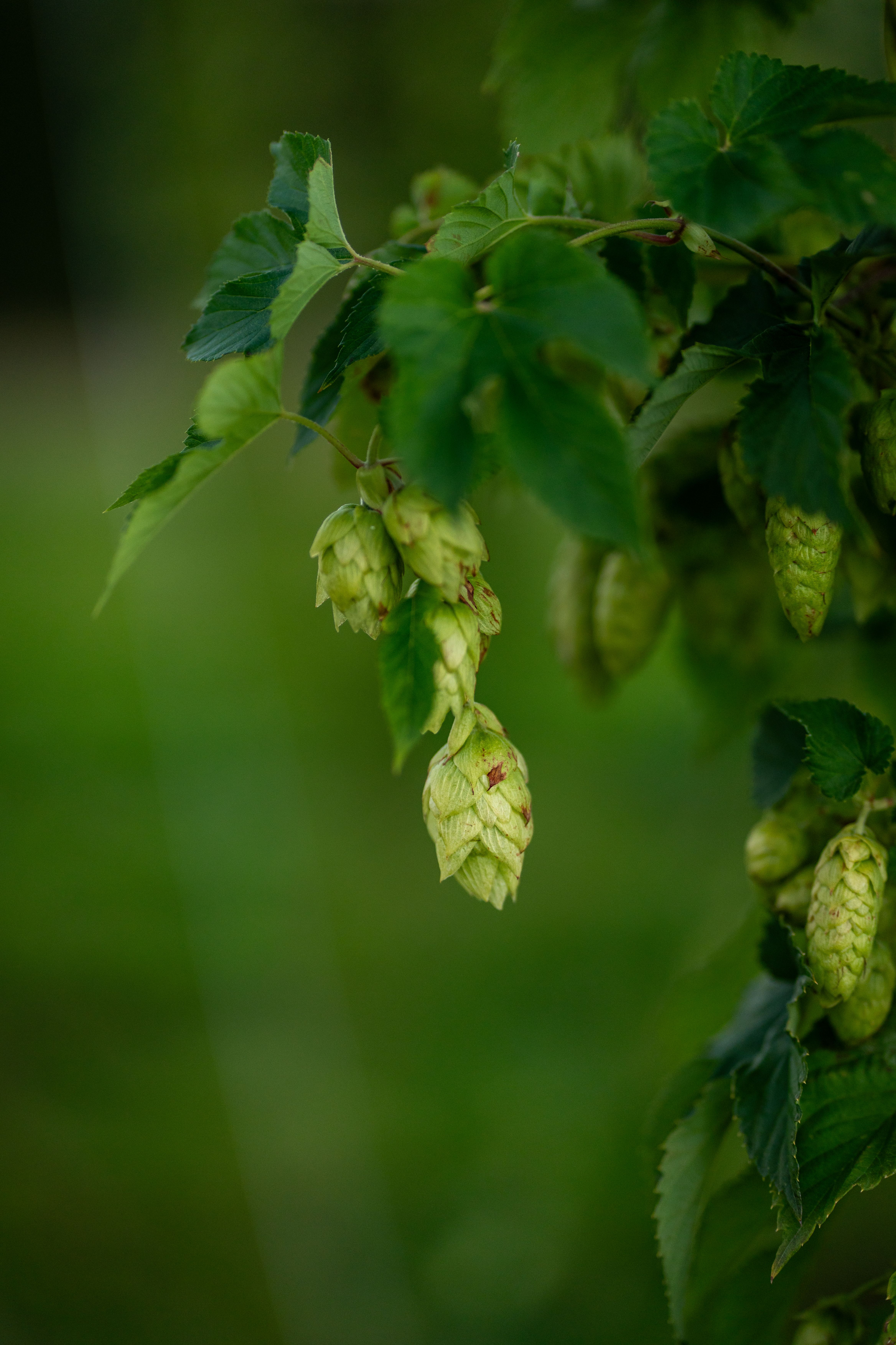 Hop cones on a tree branch · Free Stock Photo