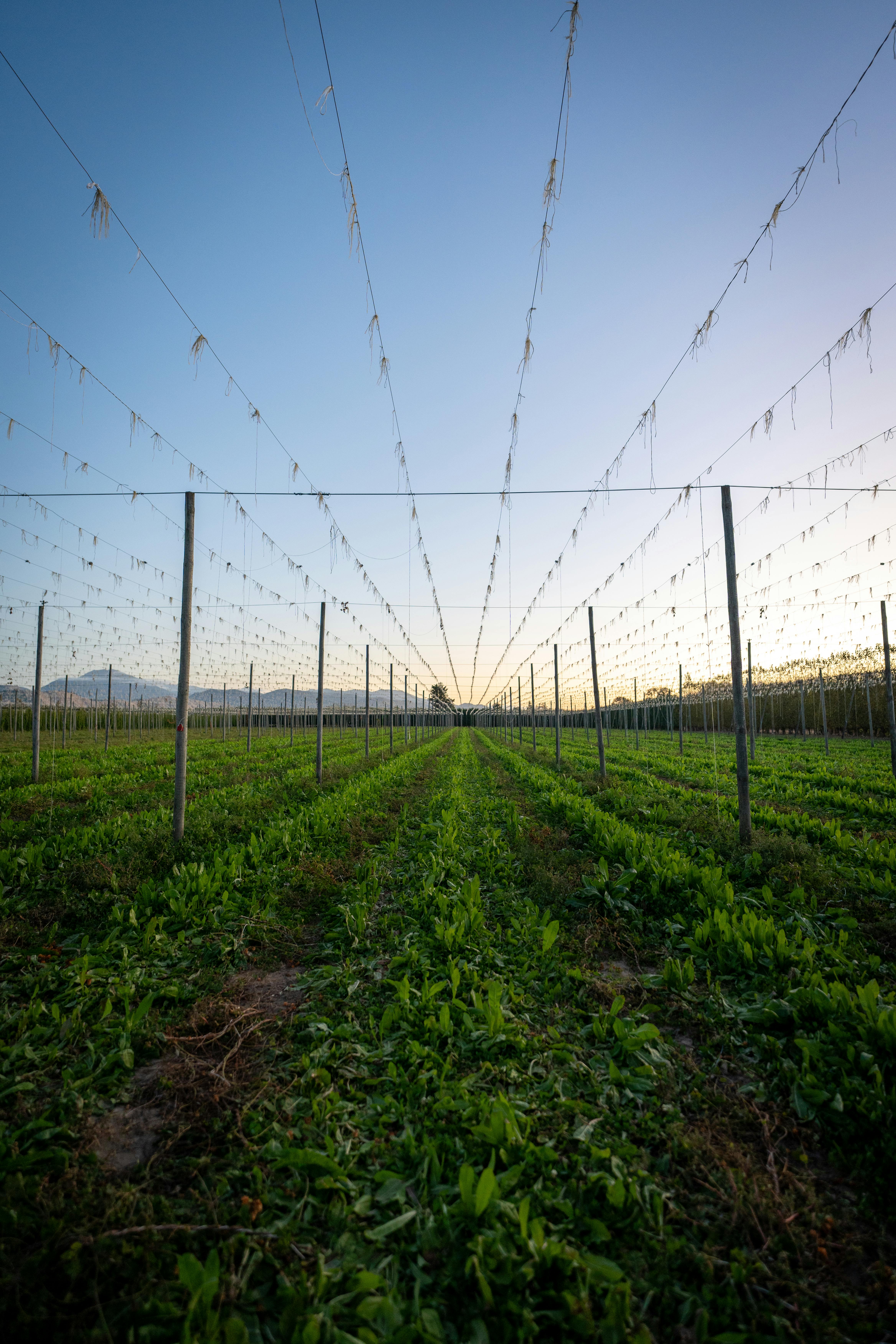 Vertical Shot of a Field · Free Stock Photo