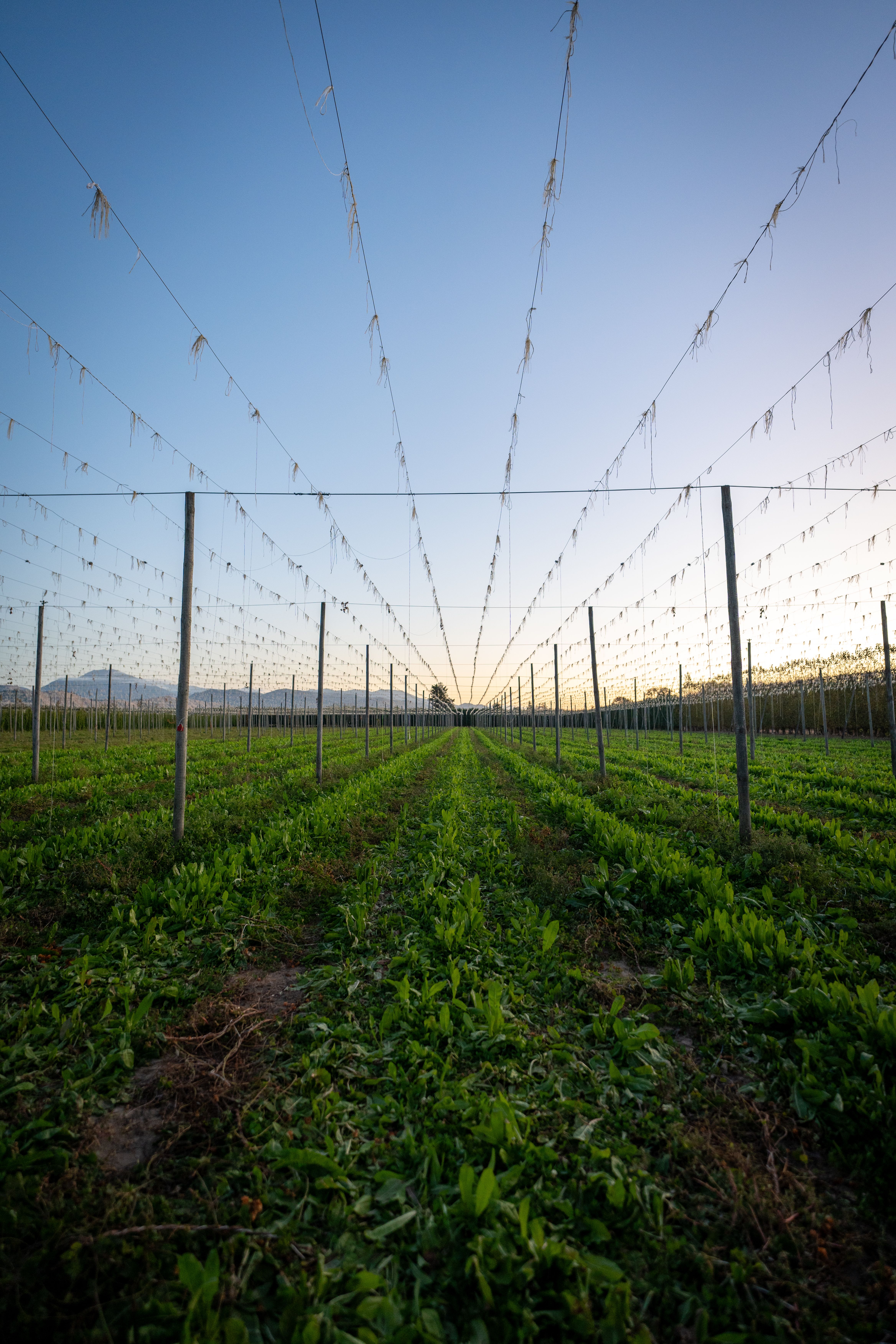 Vertical Shot of a Field · Free Stock Photo