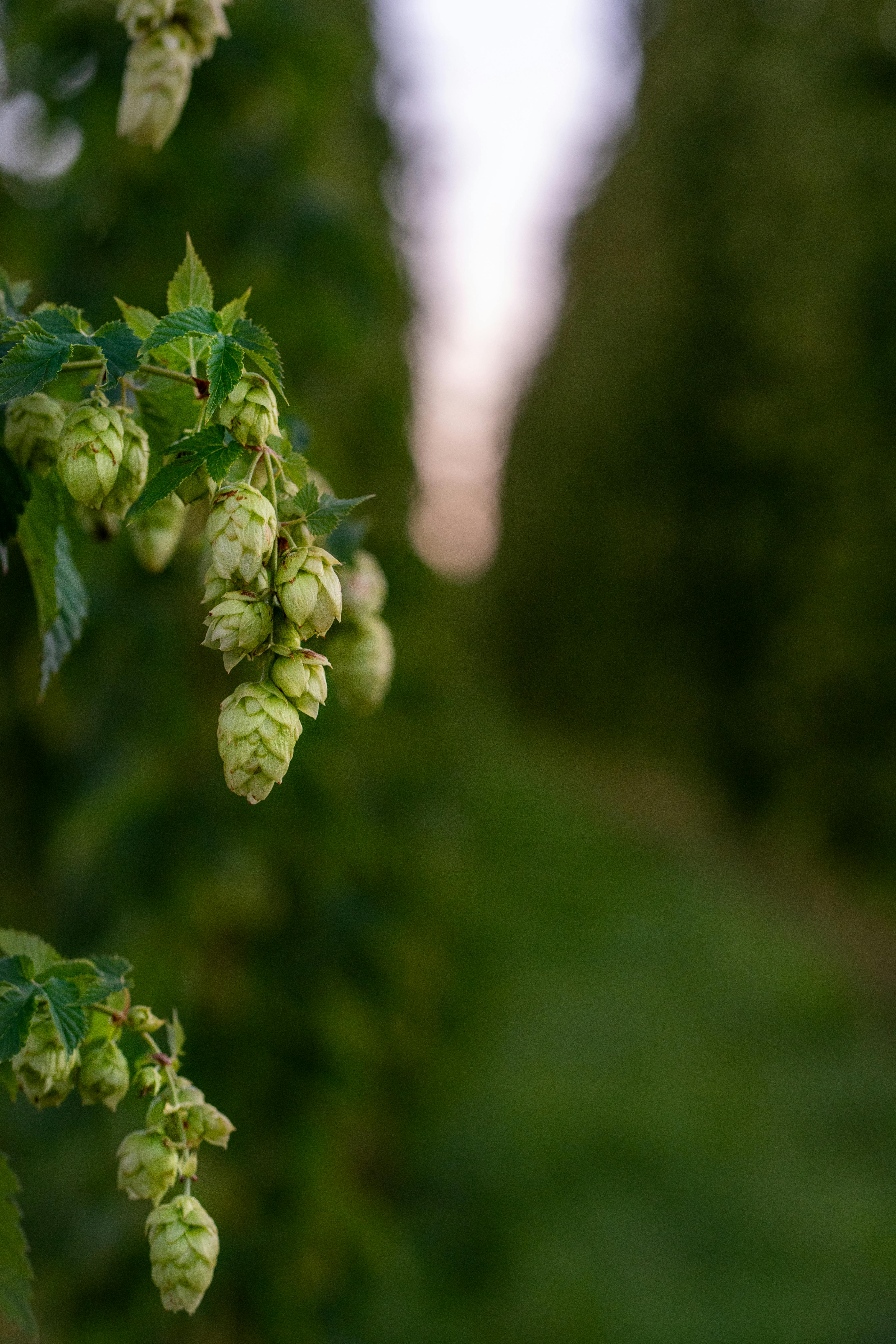 Closeup of Cascade Hop Fruit · Free Stock Photo