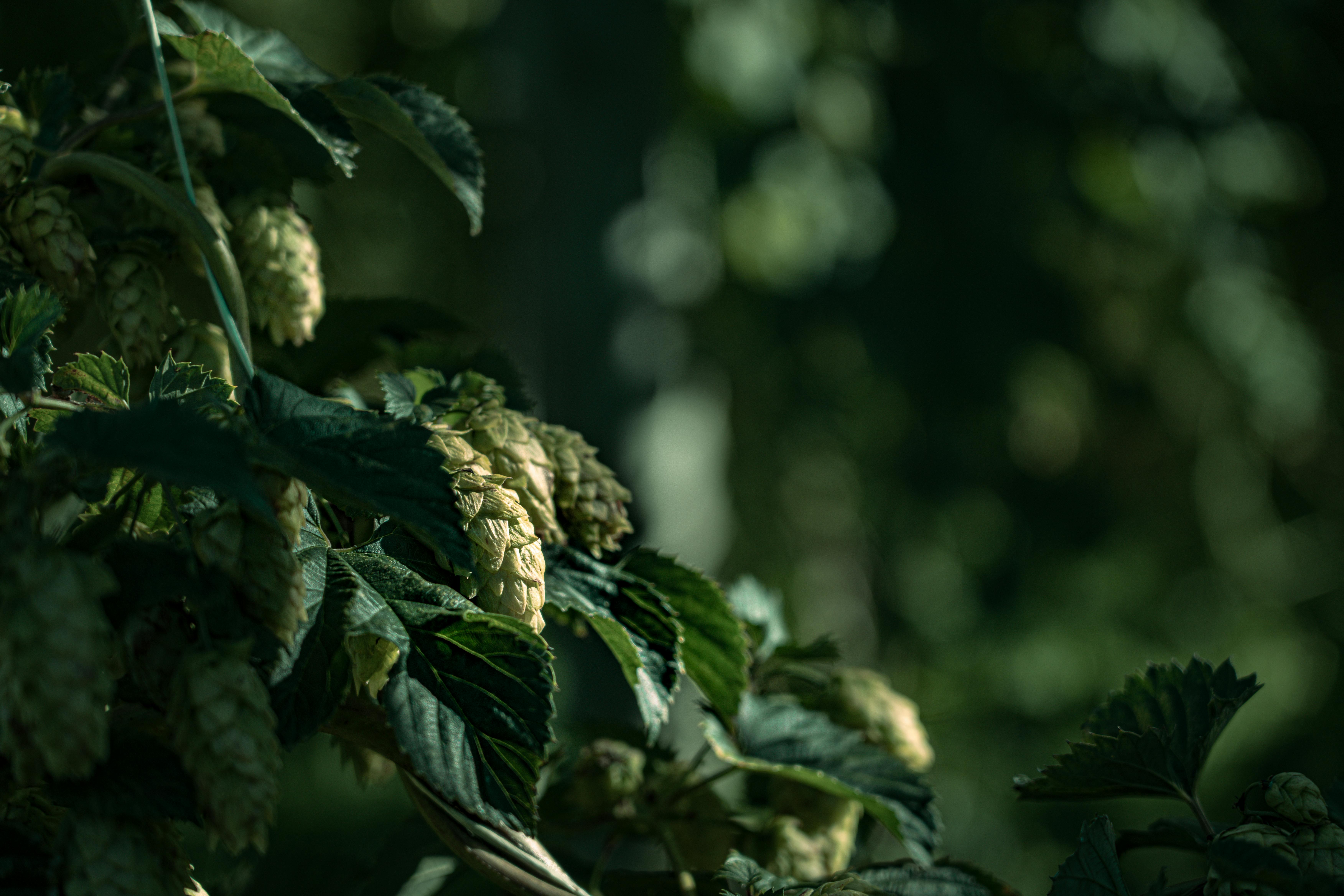 Green Ripe Hops on Plant Branch · Free Stock Photo