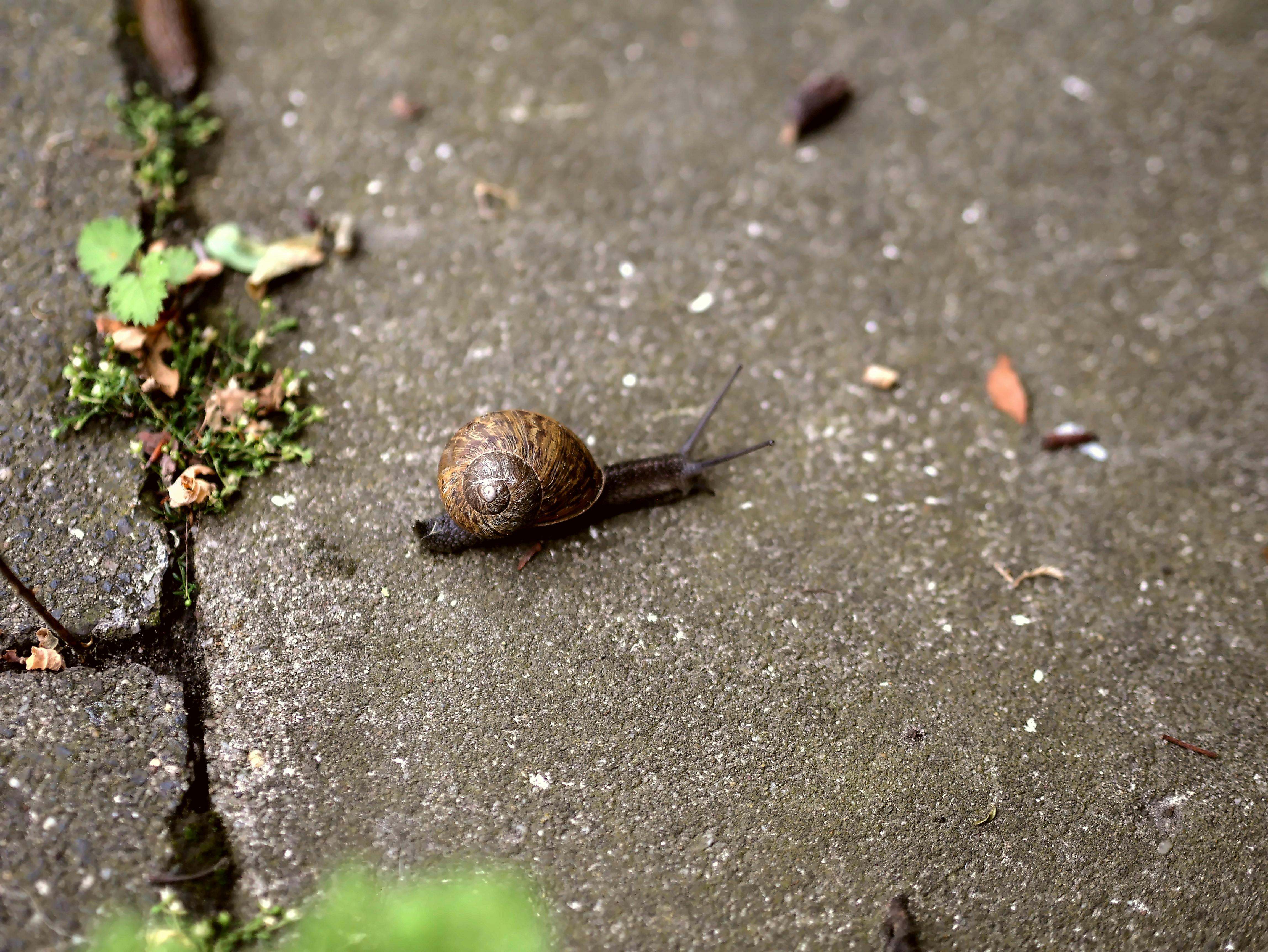 Snail Going Slowly over Pavement · Free Stock Photo
