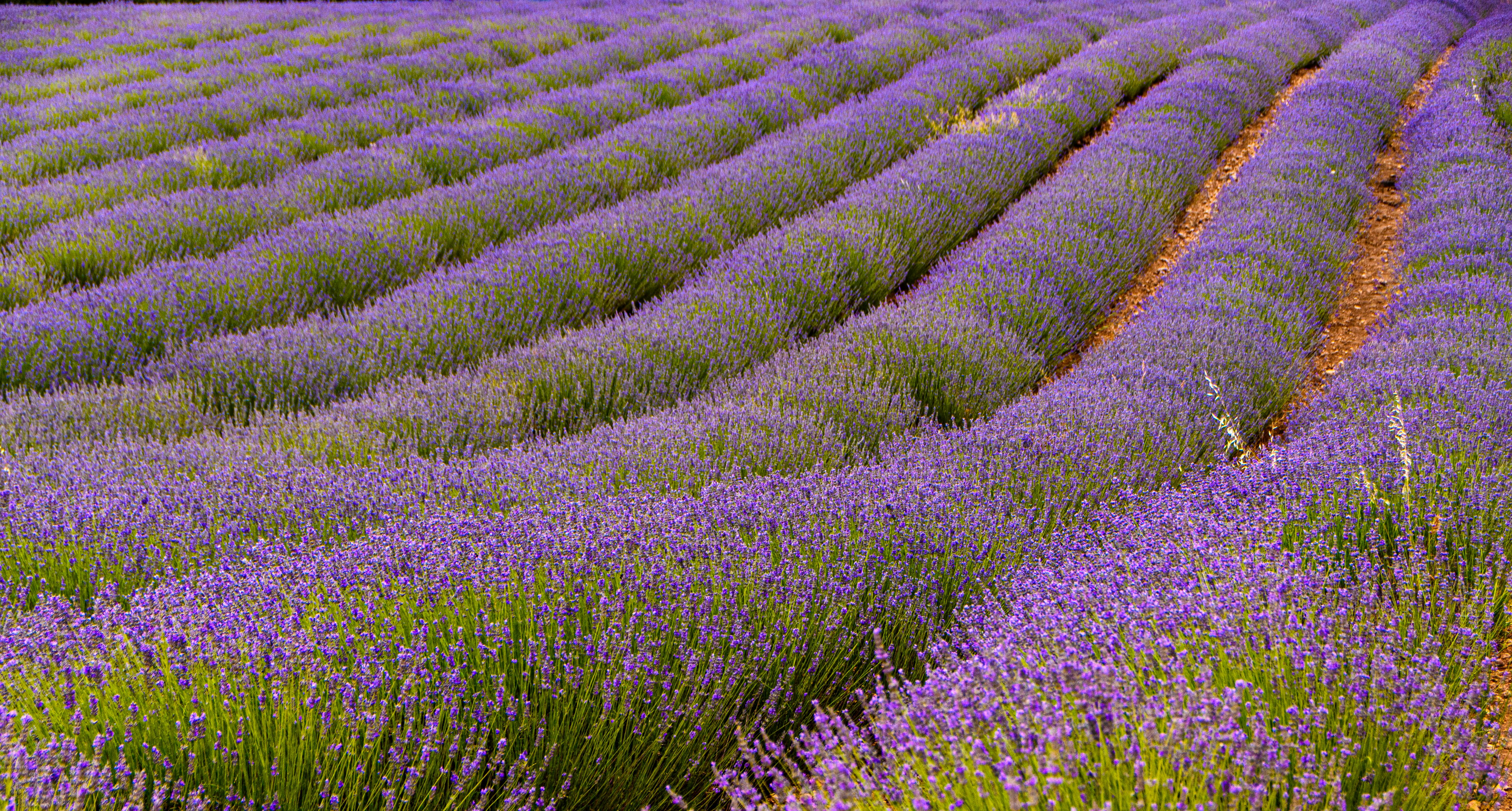 Hart Line Photos, Download The BEST Free Hart Line Stock Photos & HD Images