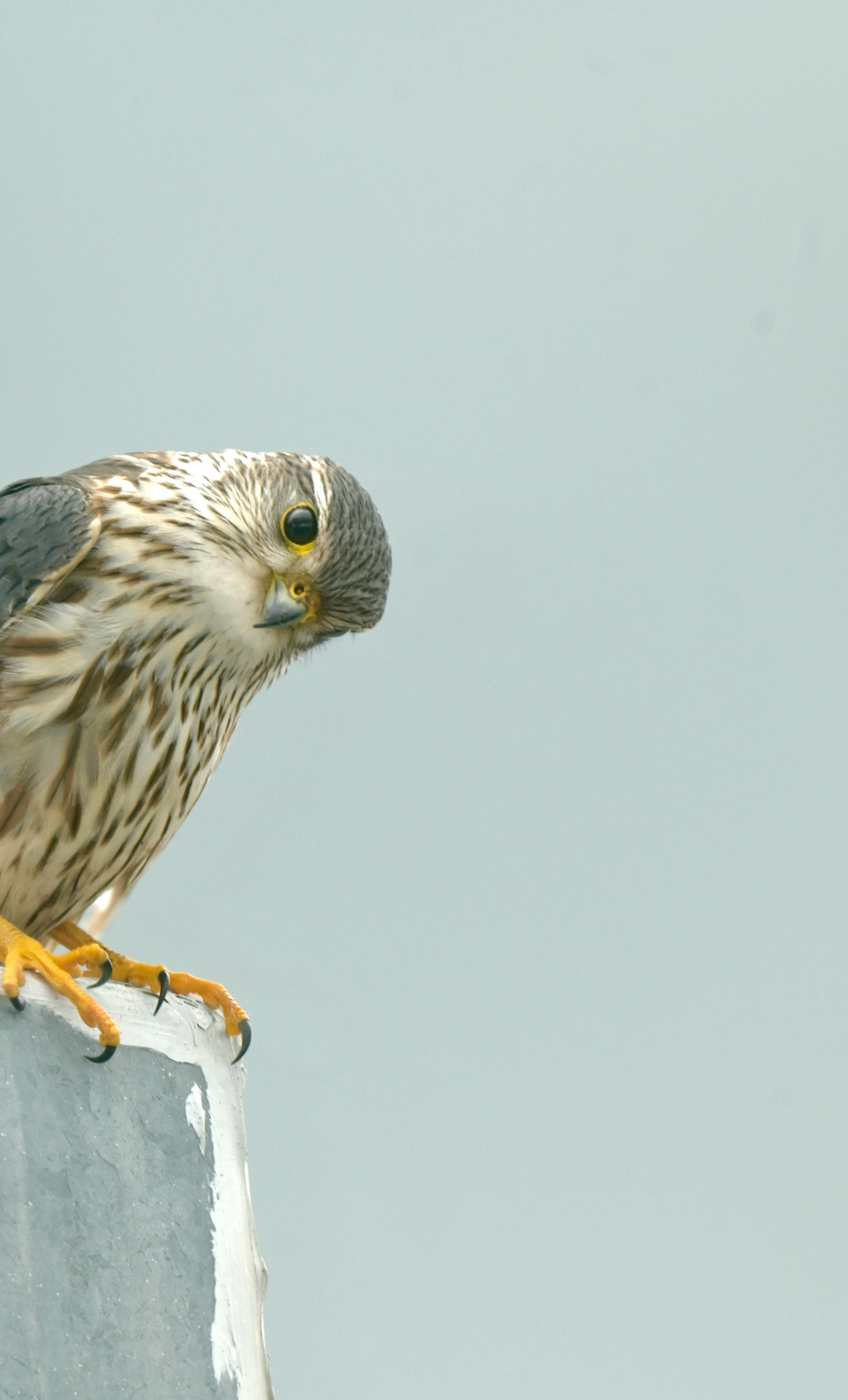 Standing and Staring Merlin Falcon · Free Stock Photo