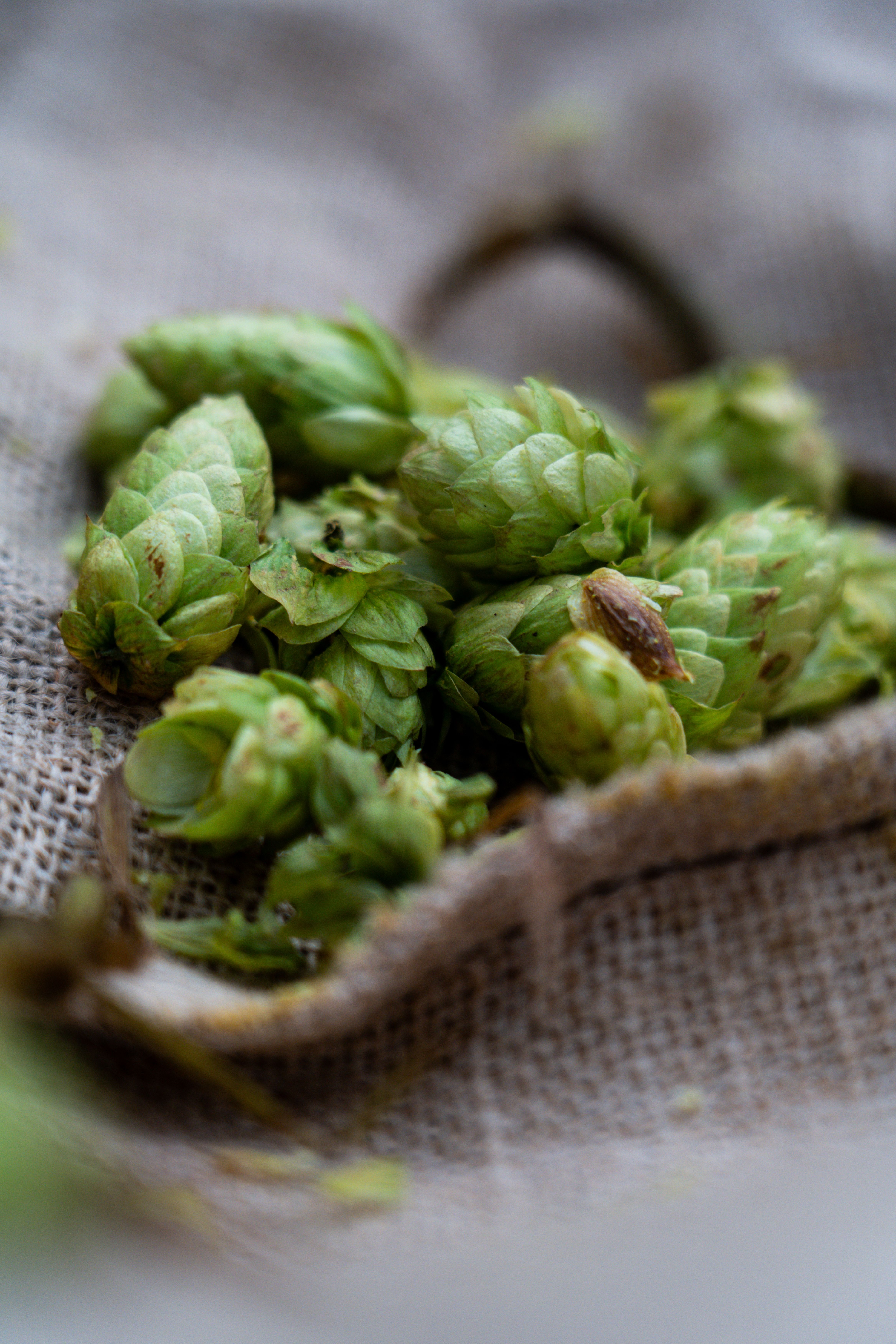 Hops are shown in a bag with a cloth · Free Stock Photo