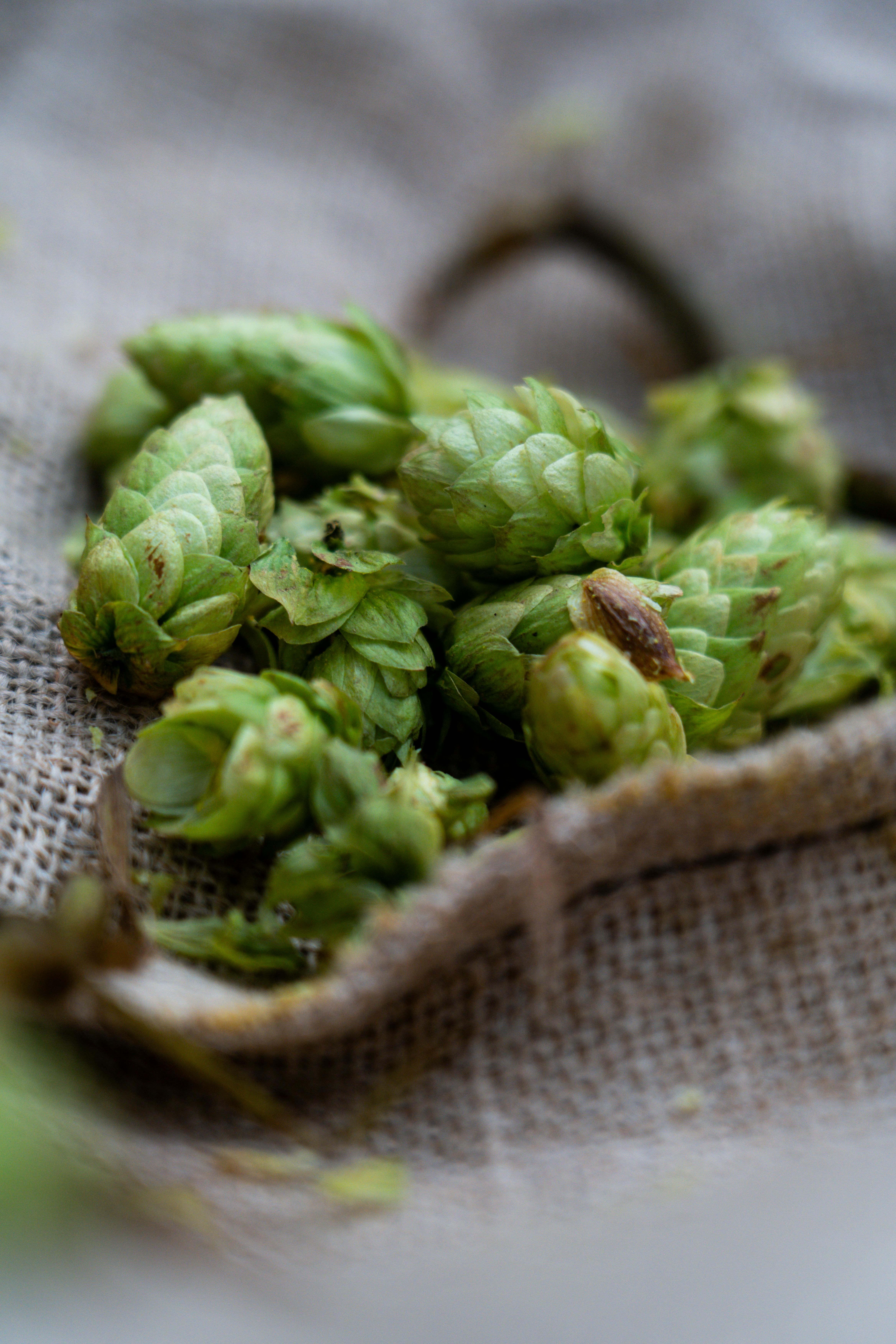 Hop Plant Photos, Download The BEST Free Hop Plant Stock Photos & HD Images