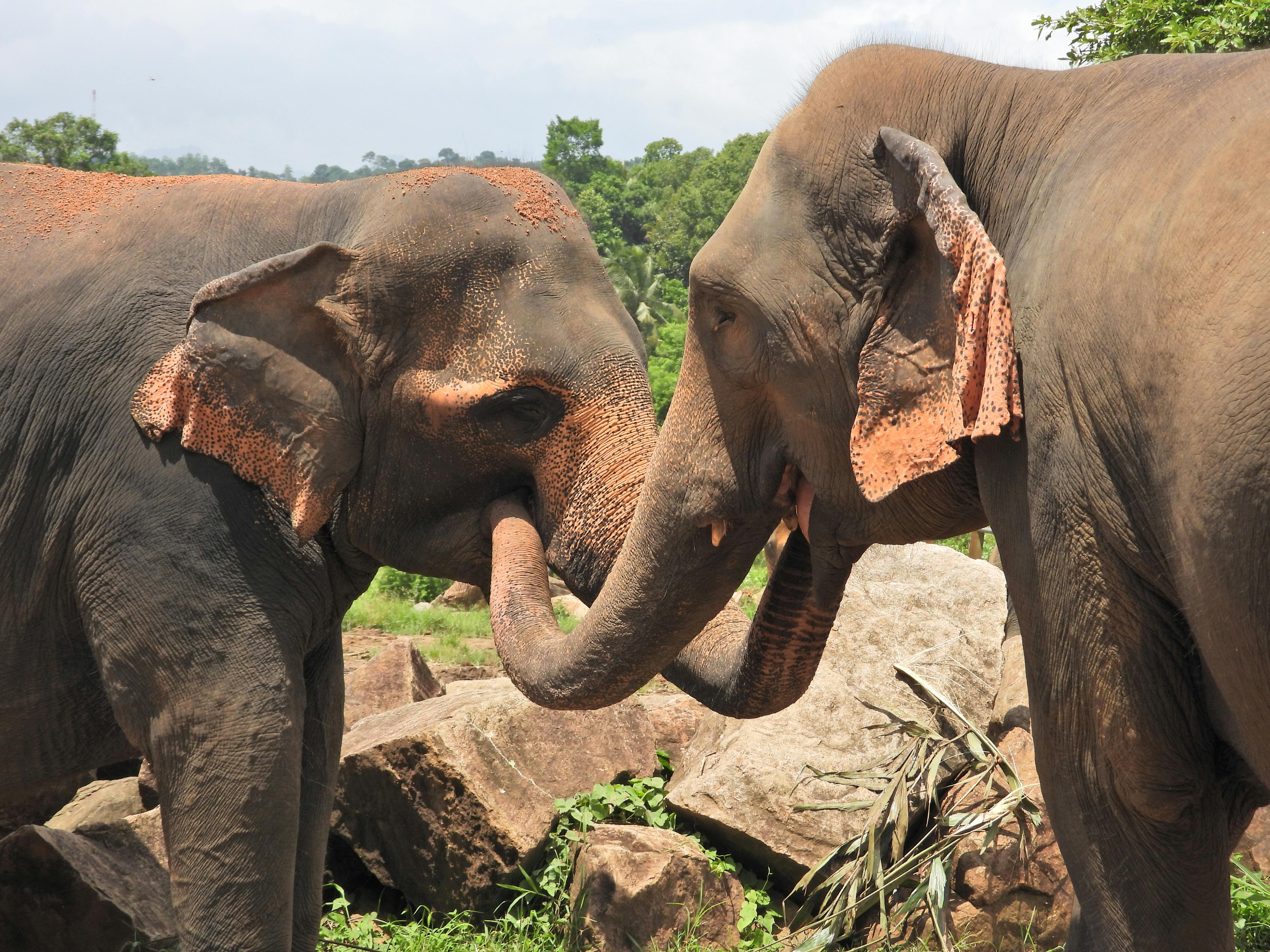 Indian Elephants Greeting Each Other · Free Stock Photo