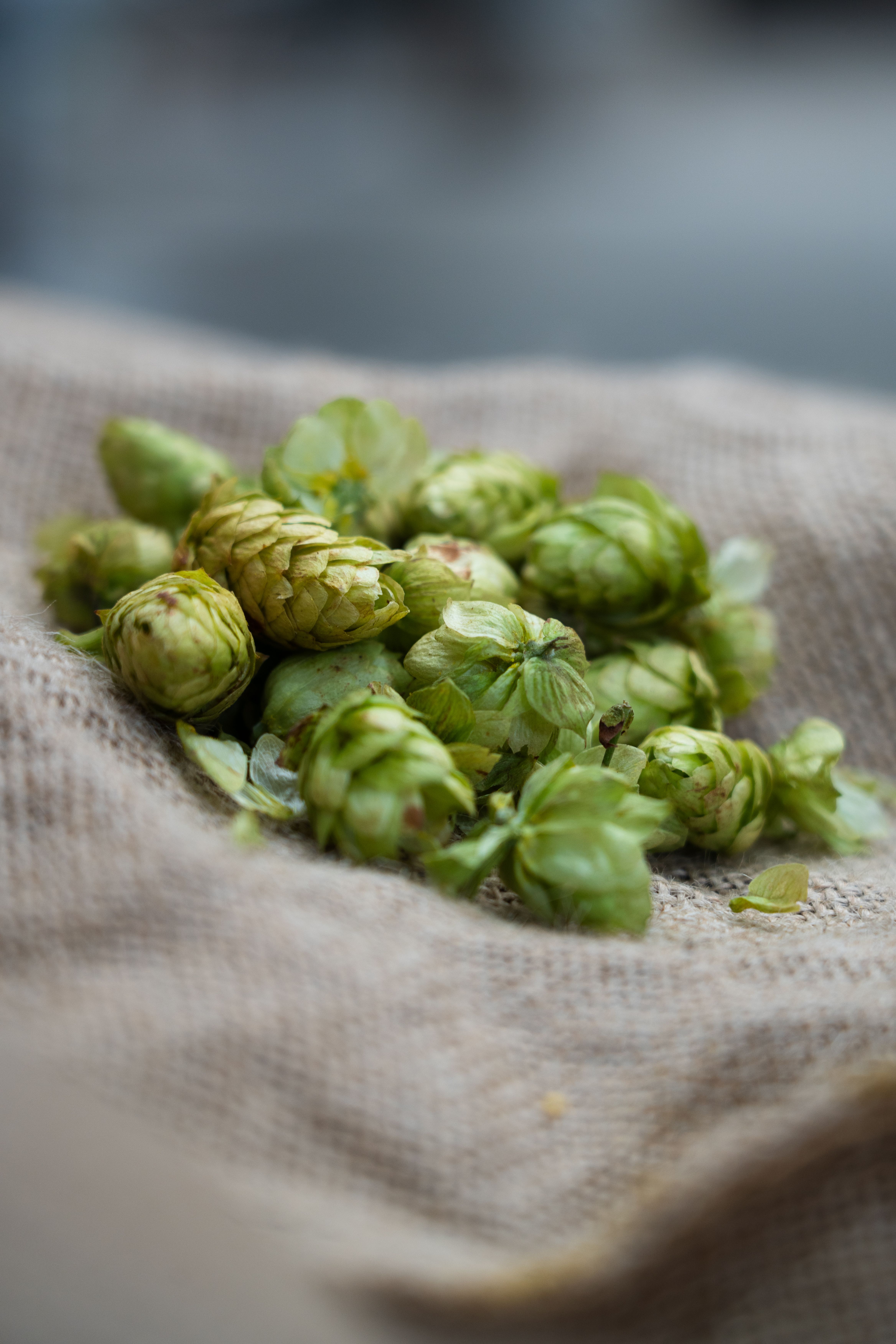Piece of Burlap with a Handful of Hops · Free Stock Photo