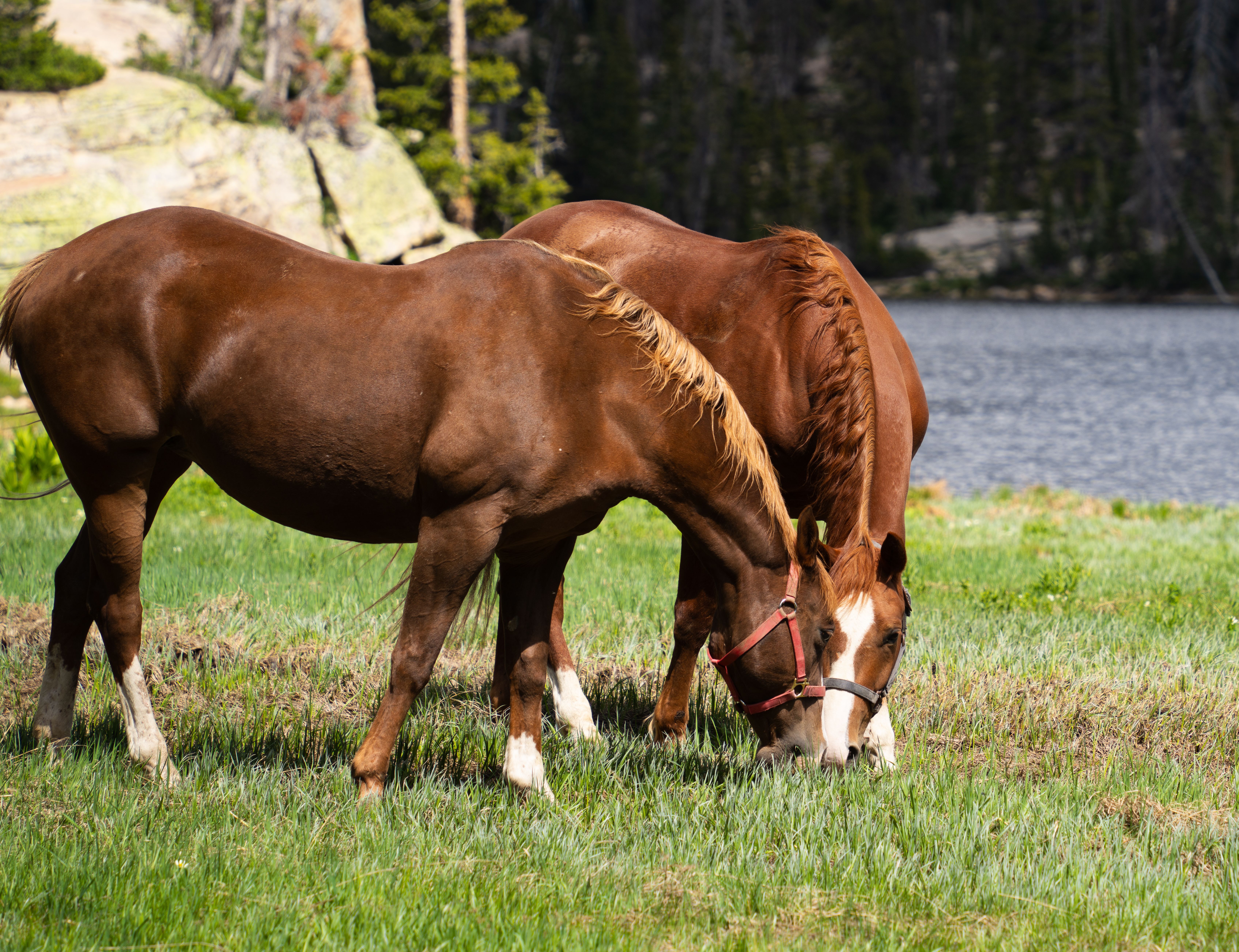 Chestnut Horses Grazing near River · Free Stock Photo
