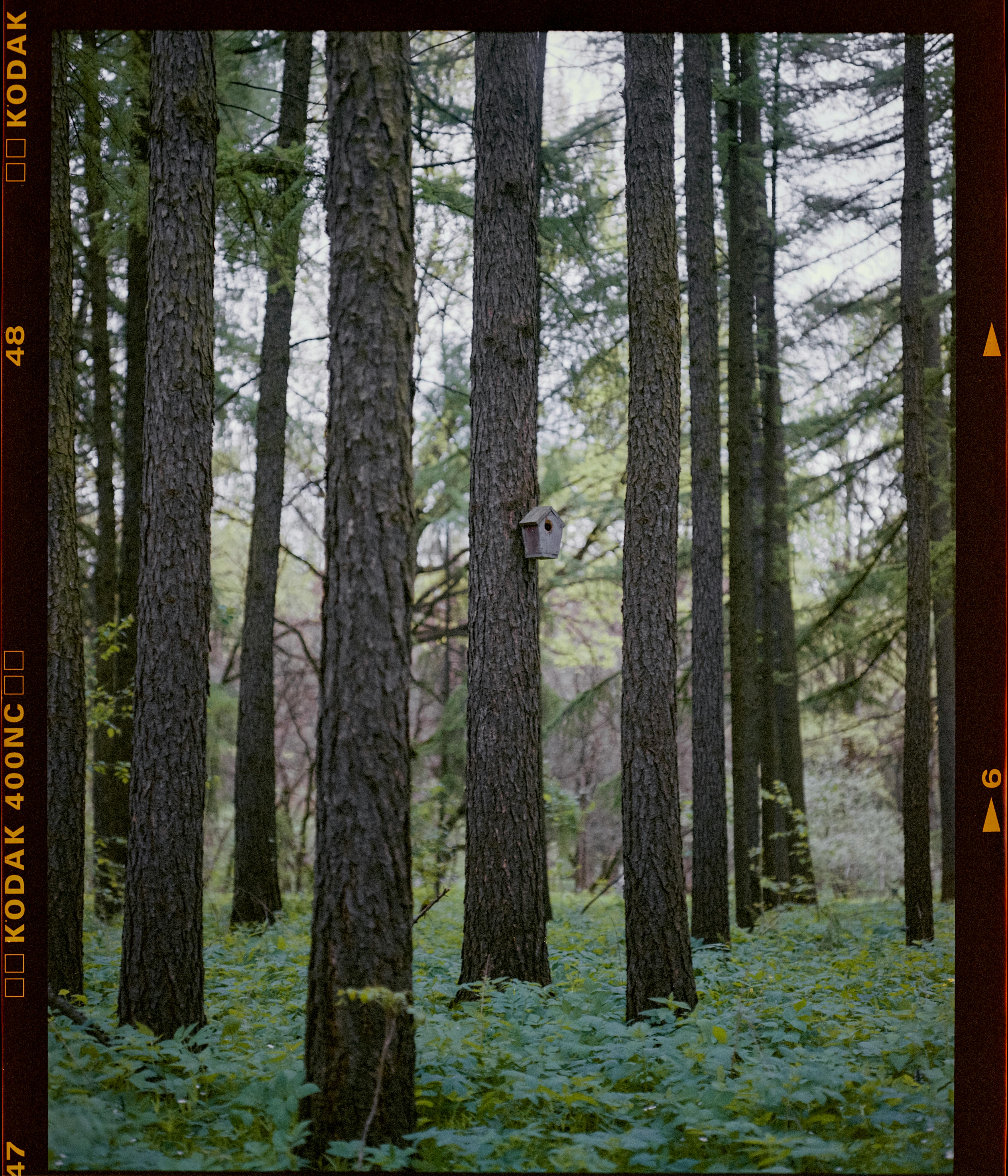 Endless Trees Photos, Download The BEST Free Endless Trees Stock Photos ...