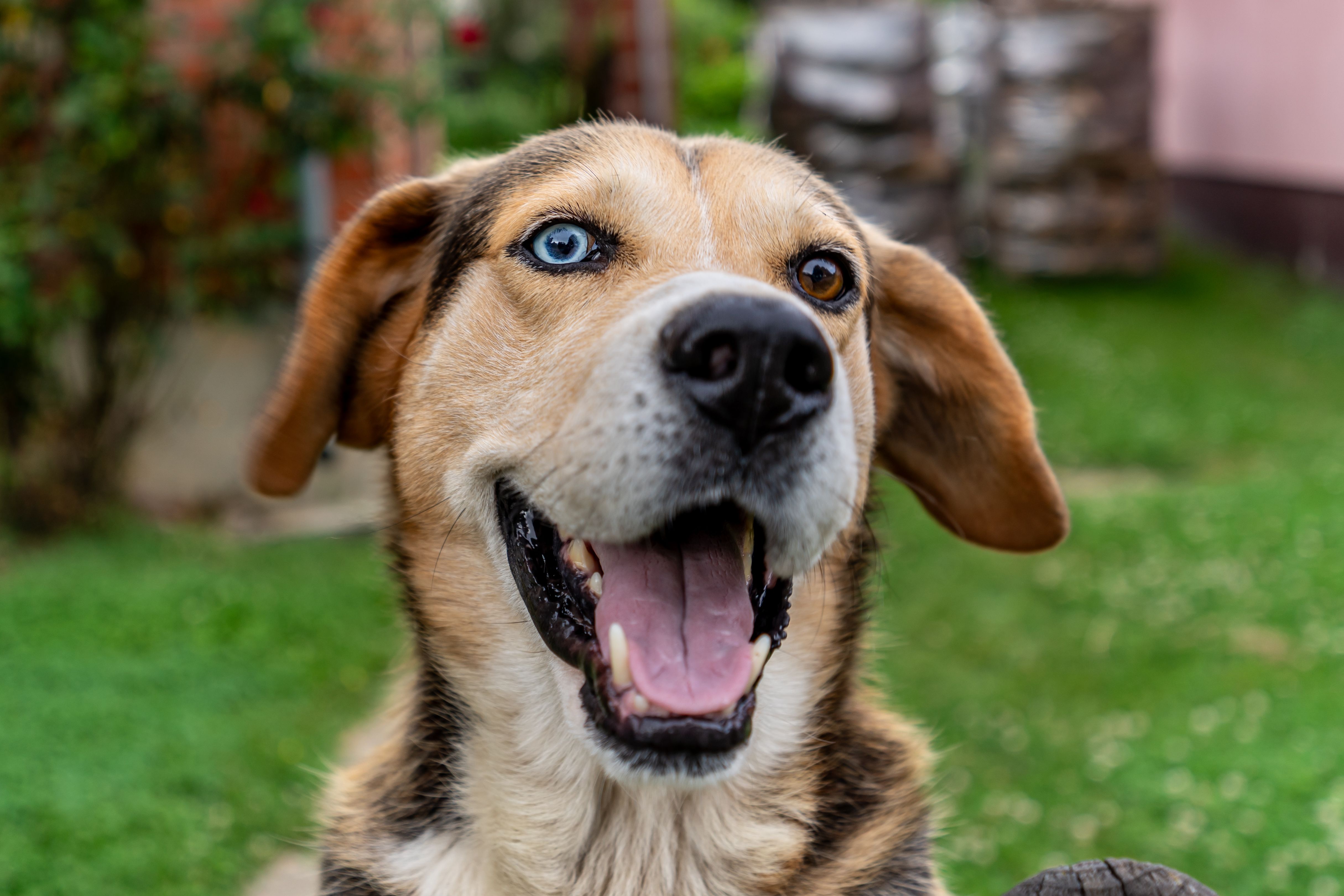Pexels Dog Eyes Photos, Download The BEST Free Pexels Dog Eyes Stock ...