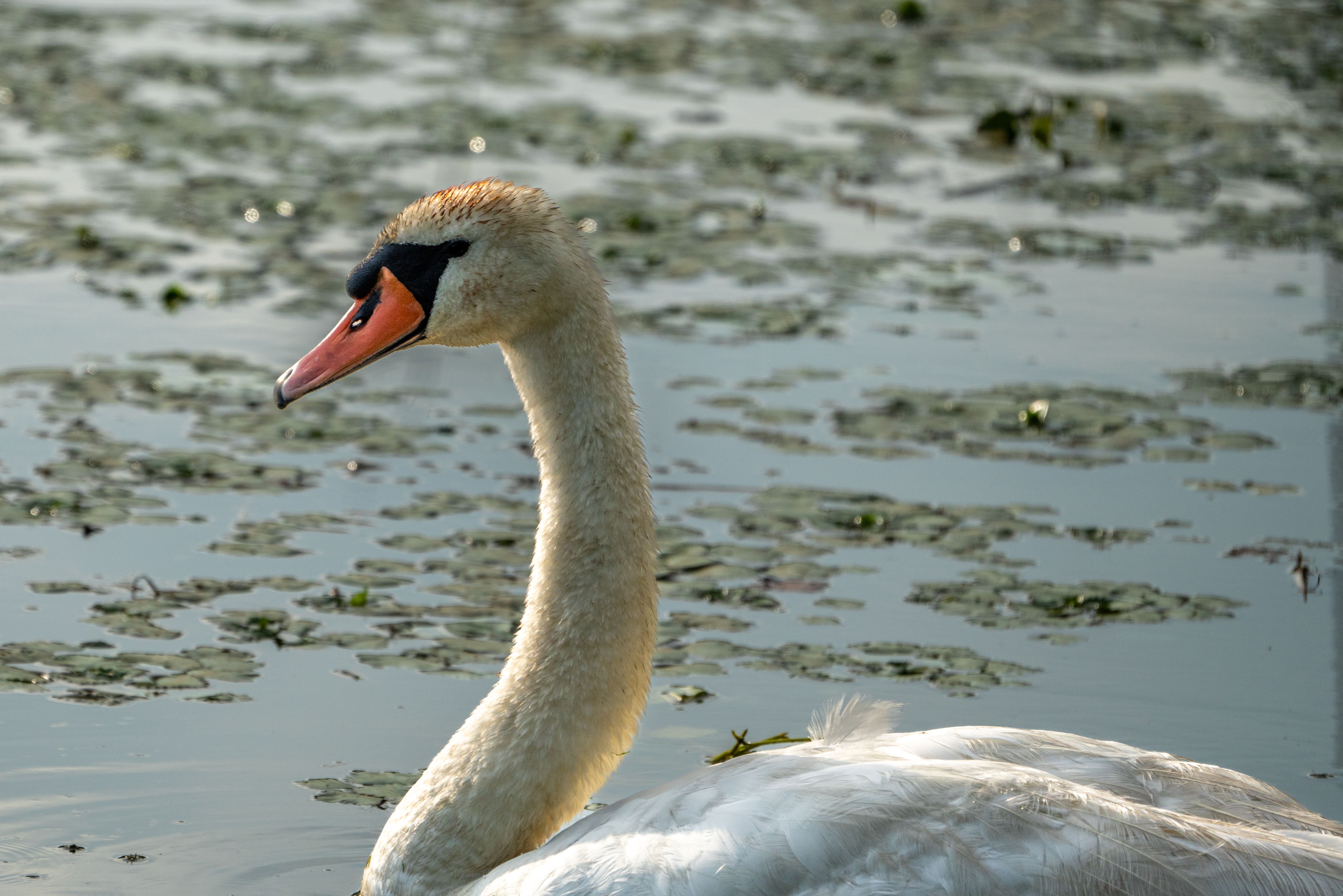 Swan in Pond · Free Stock Photo