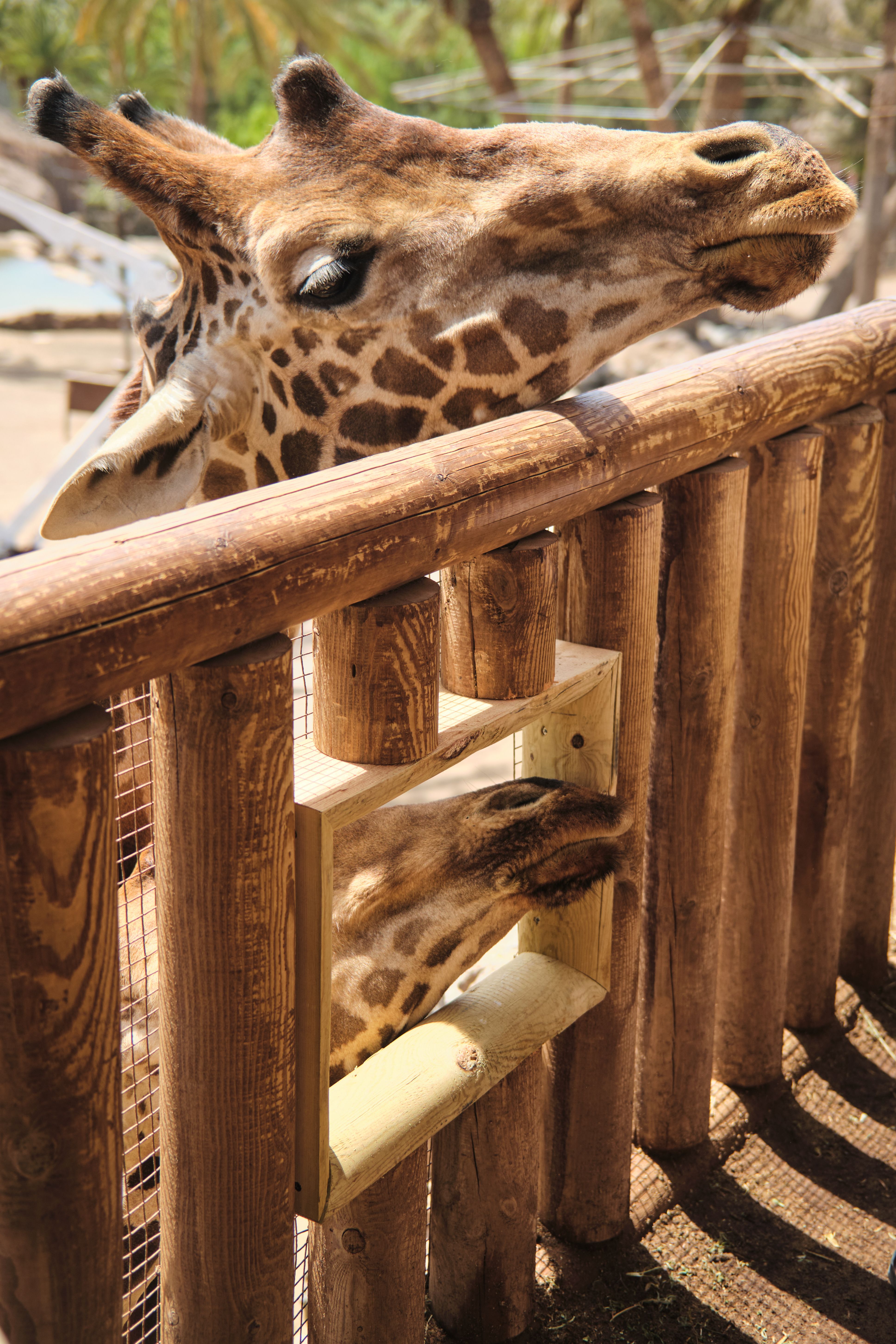 Giraffe Exhibit Photos, Download The BEST Free Giraffe Exhibit Stock ...