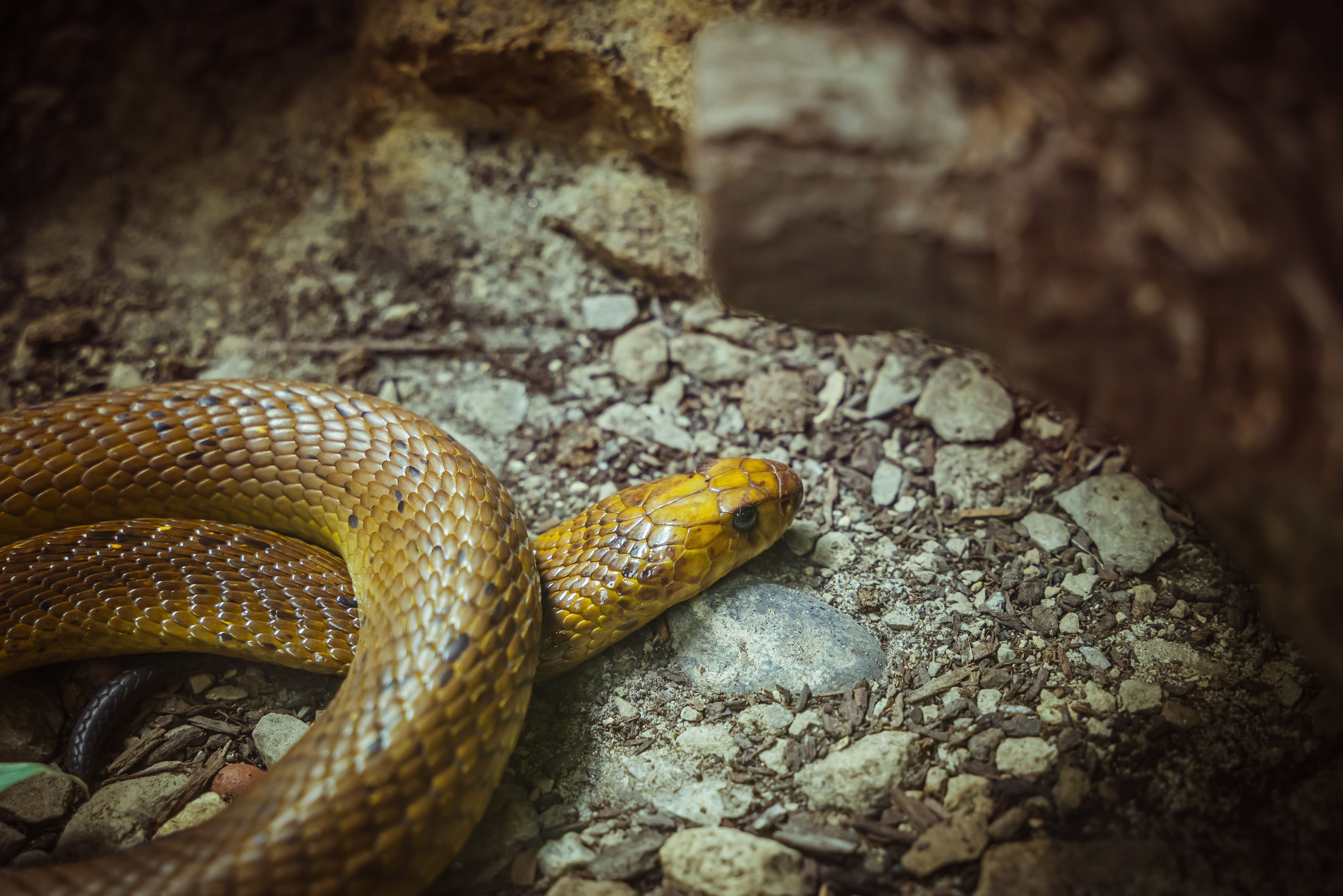 Selective Focus of Aesculapian Snake · Free Stock Photo
